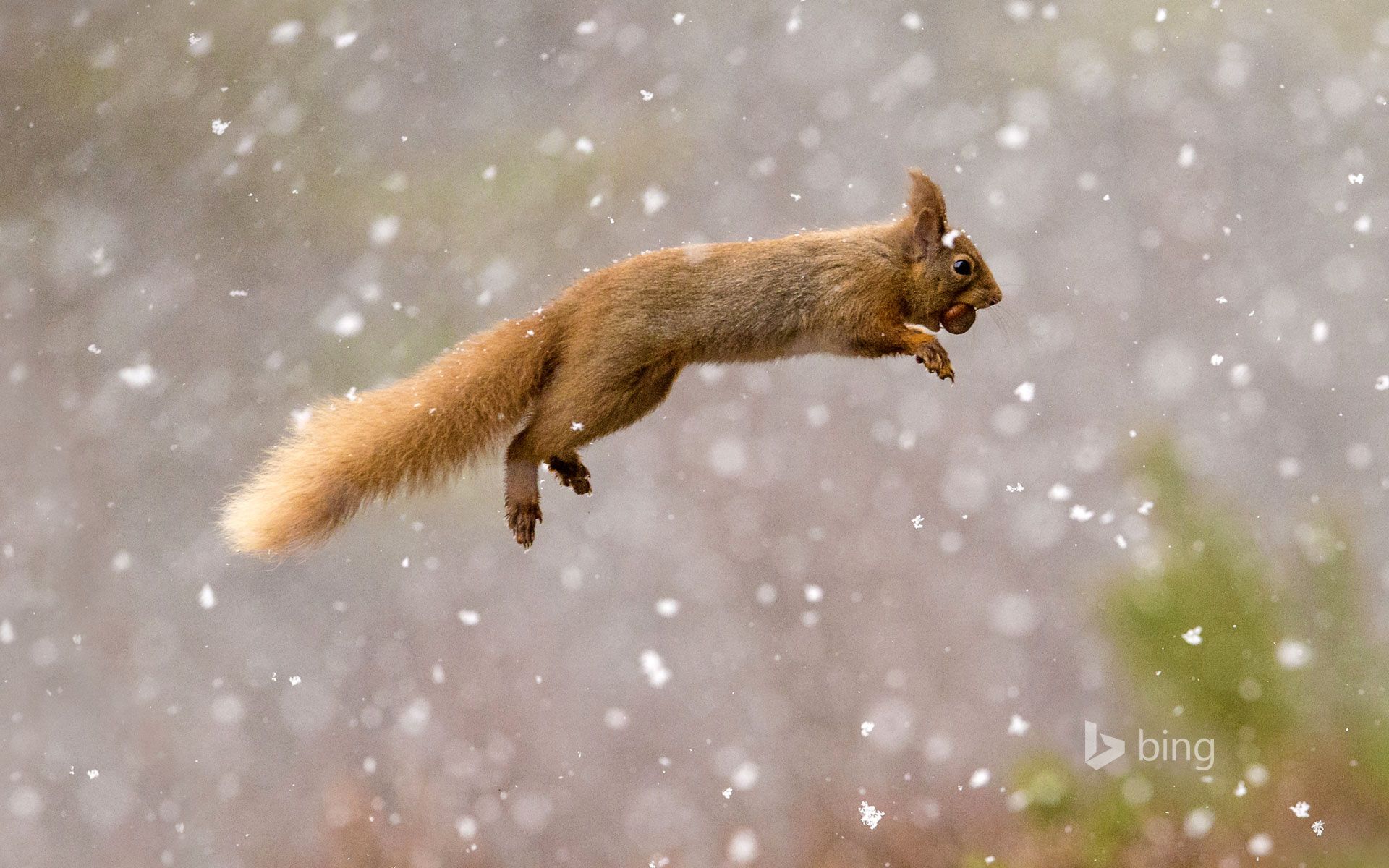 Animal Squirrel HD Wallpapers - Wallpaper Cave