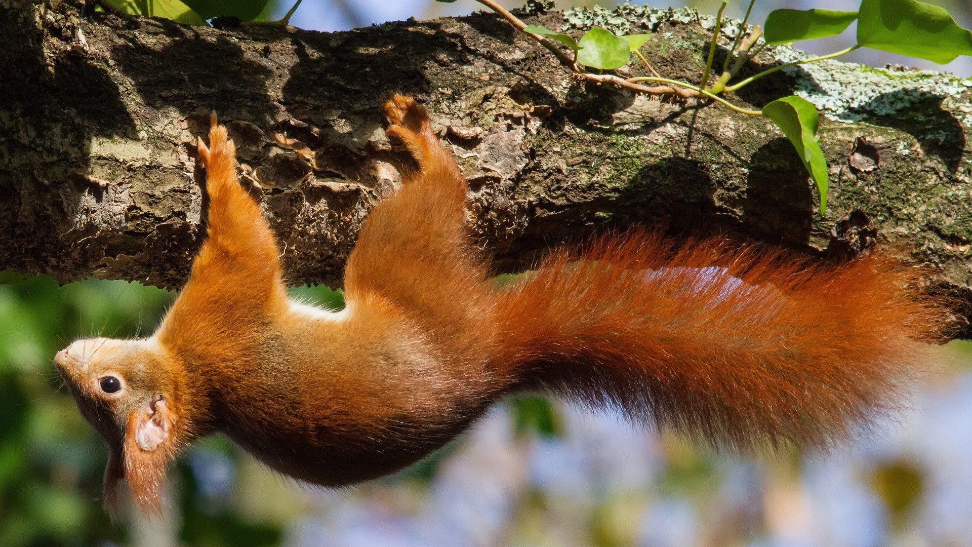 Animal Squirrel HD Wallpapers - Wallpaper Cave