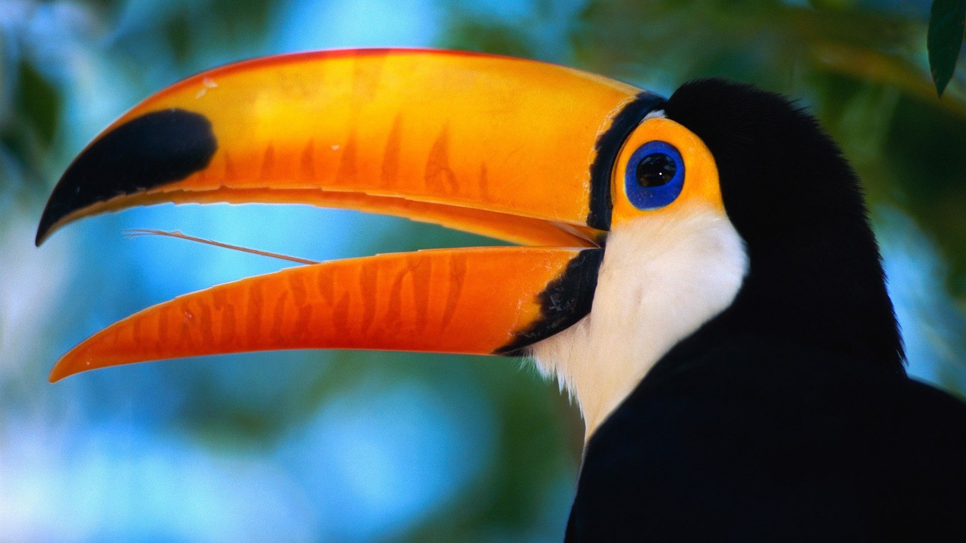 Baby Toucan Wallpapers - Wallpaper Cave