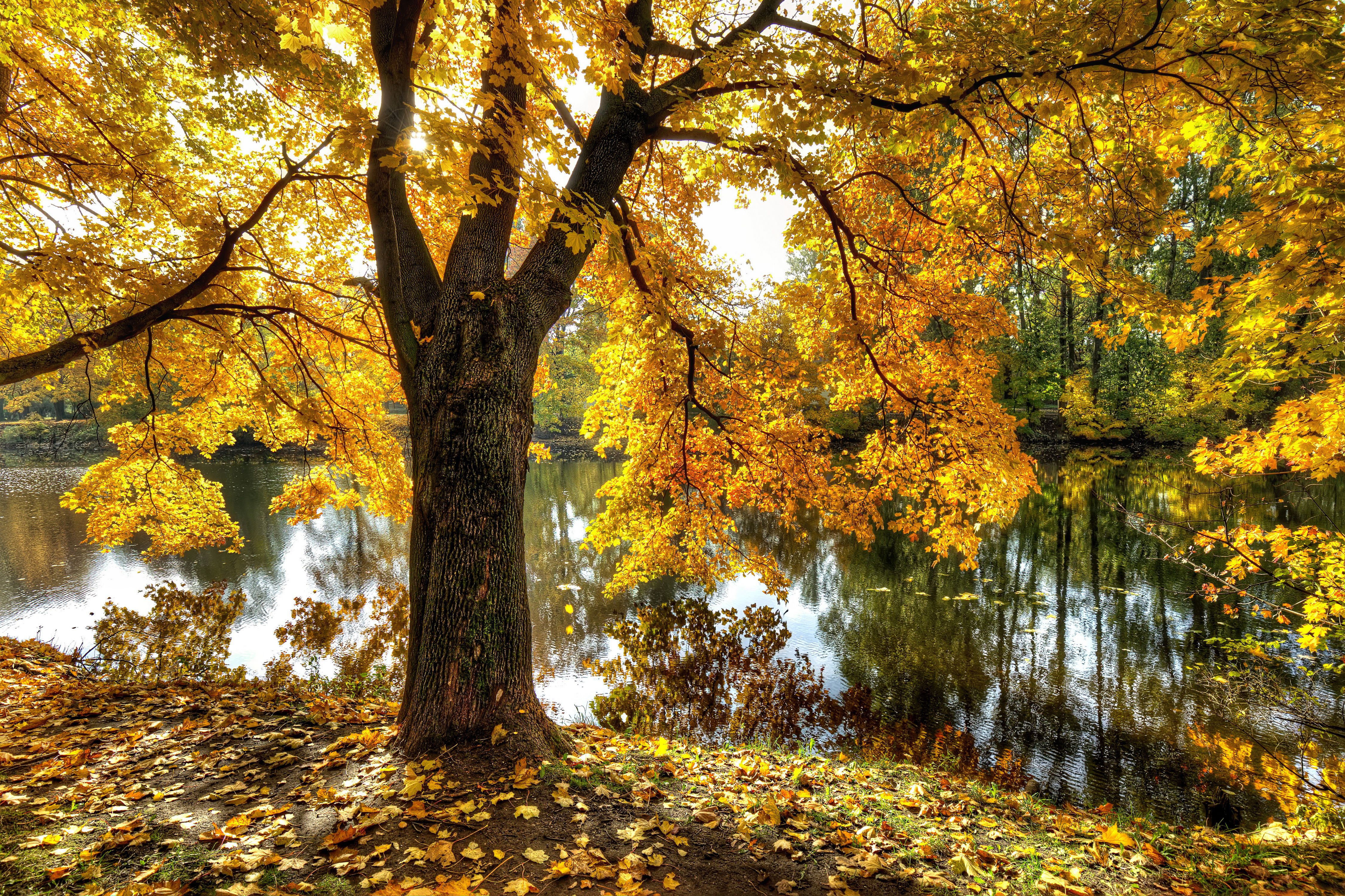Autumn Tall Trees Wallpapers - Wallpaper Cave