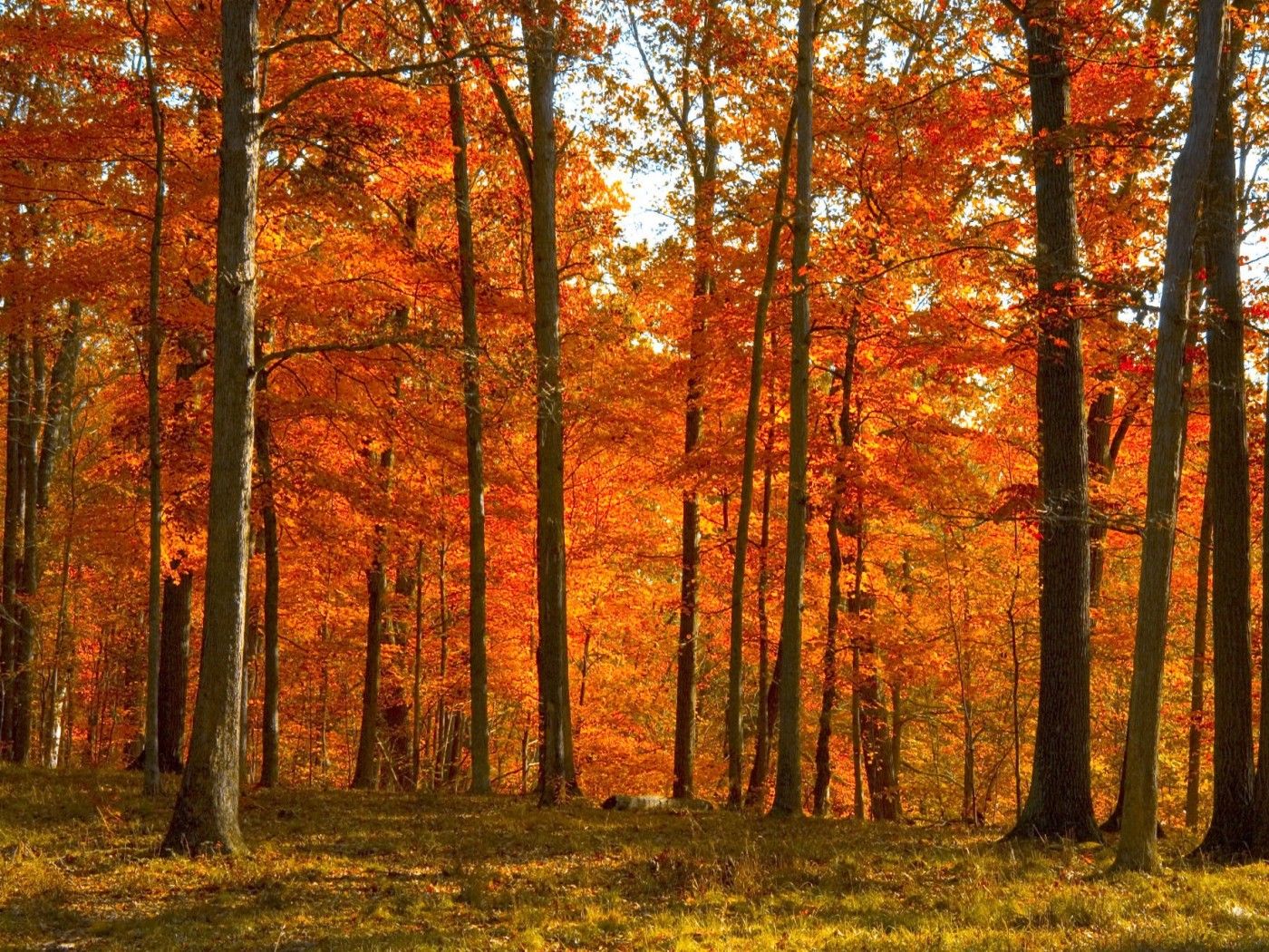 Autumn Tall Trees Wallpapers - Wallpaper Cave