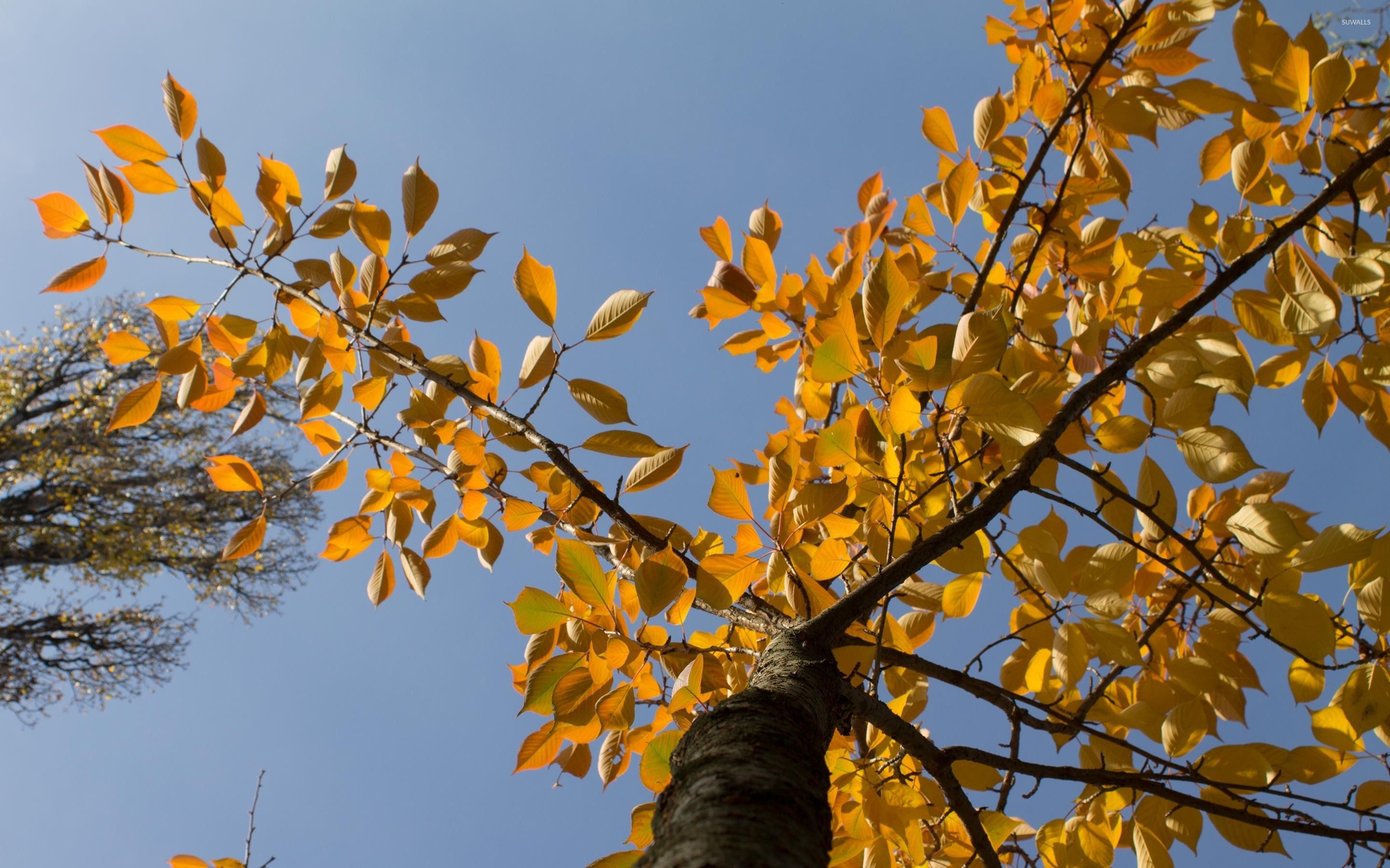 Autumn Tall Trees Wallpapers - Wallpaper Cave