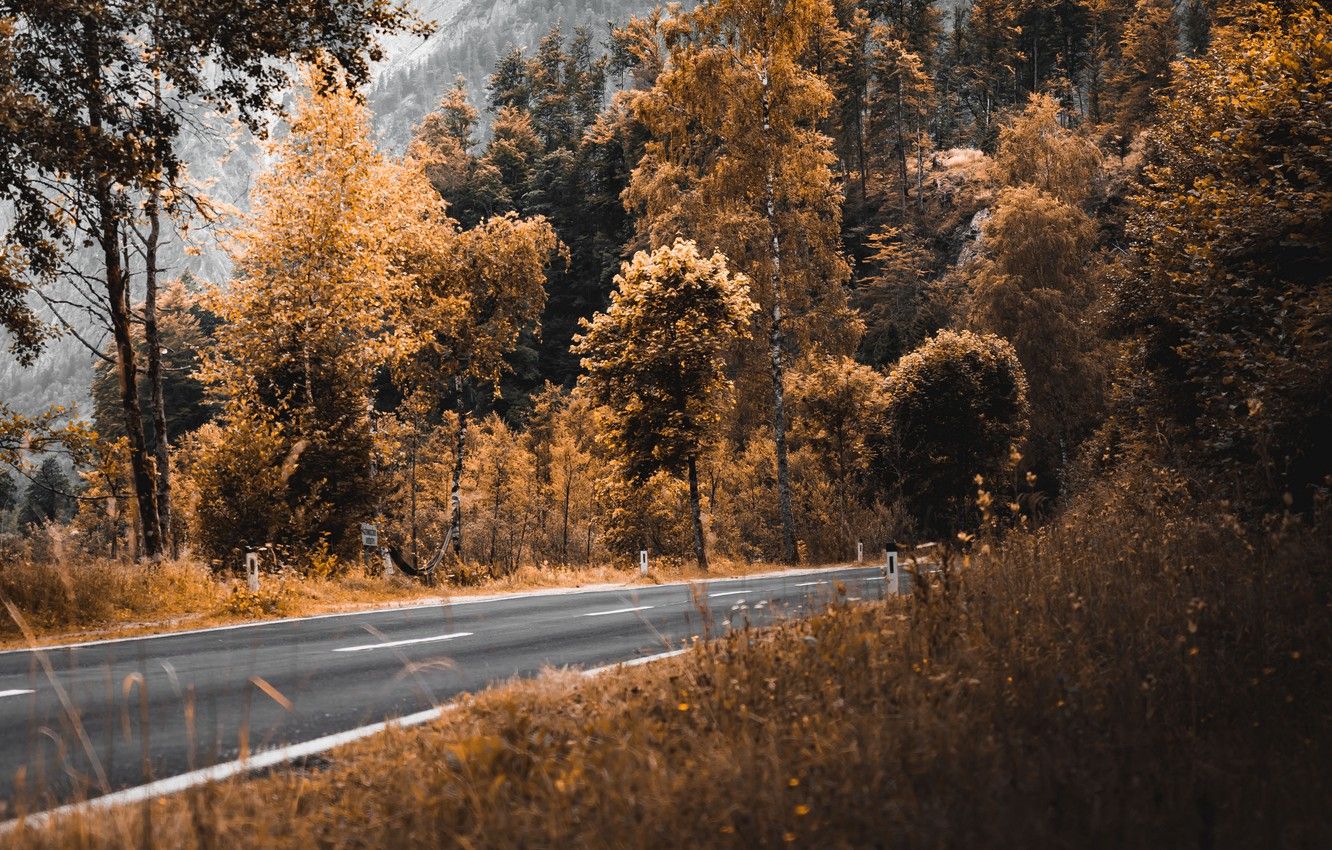 Autumn Tall Trees Wallpapers - Wallpaper Cave