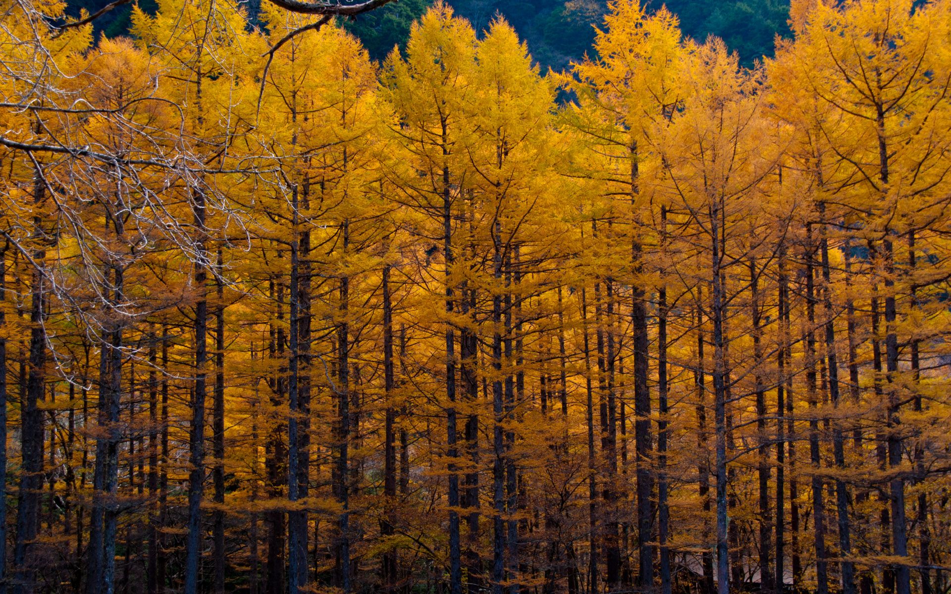 Autumn Tall Trees Wallpapers - Wallpaper Cave