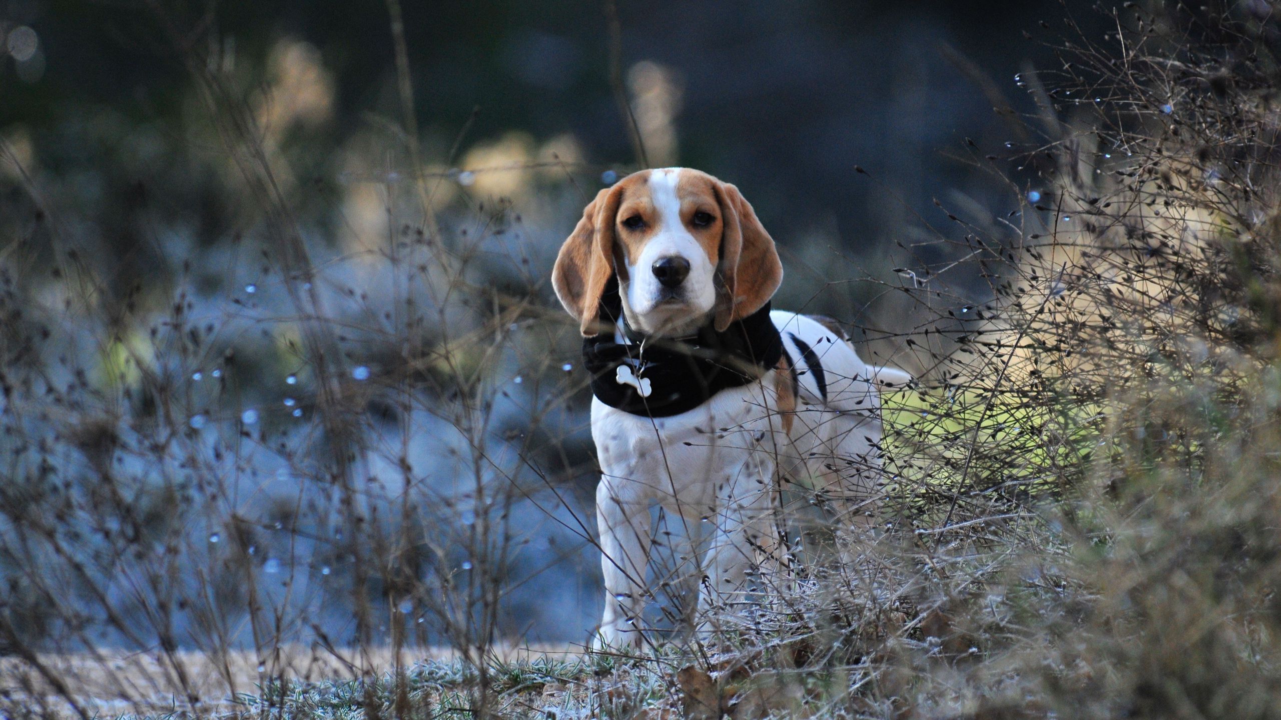 Animal Beagle HD Wallpapers - Wallpaper Cave