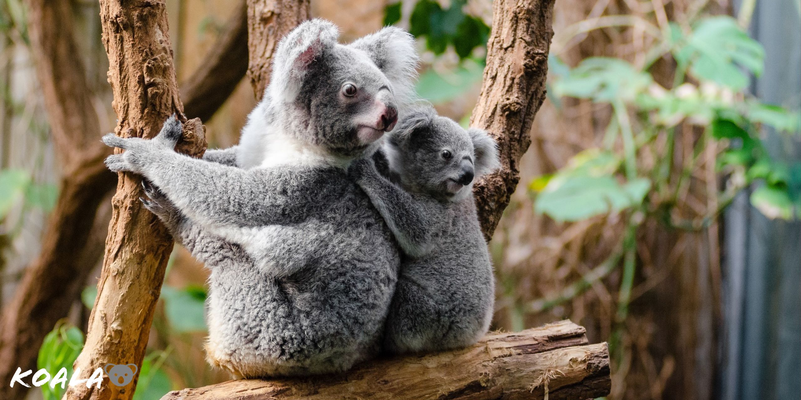 Animal Koala HD Wallpapers - Wallpaper Cave