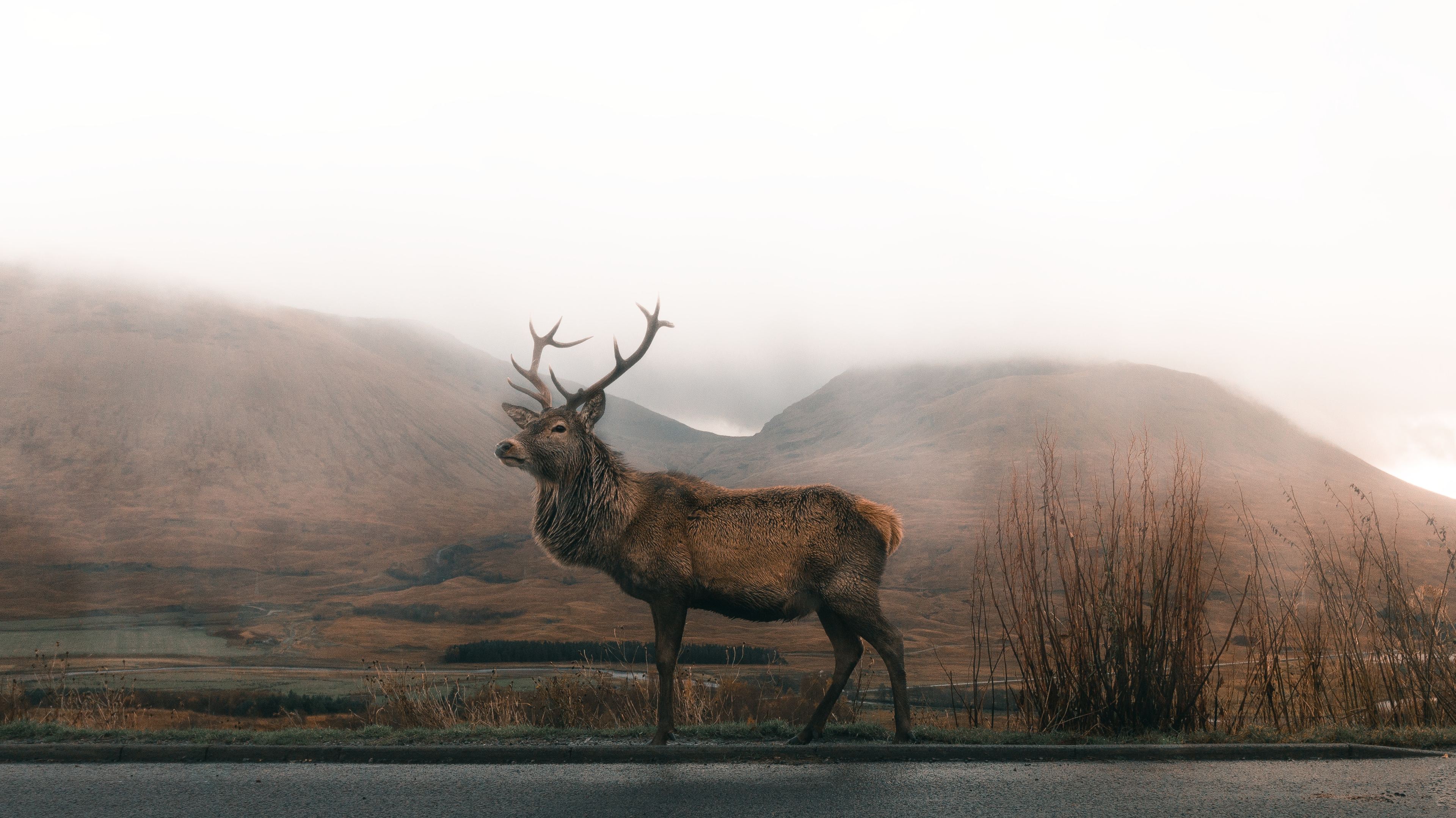 Animal Reindeer HD Wallpapers - Wallpaper Cave