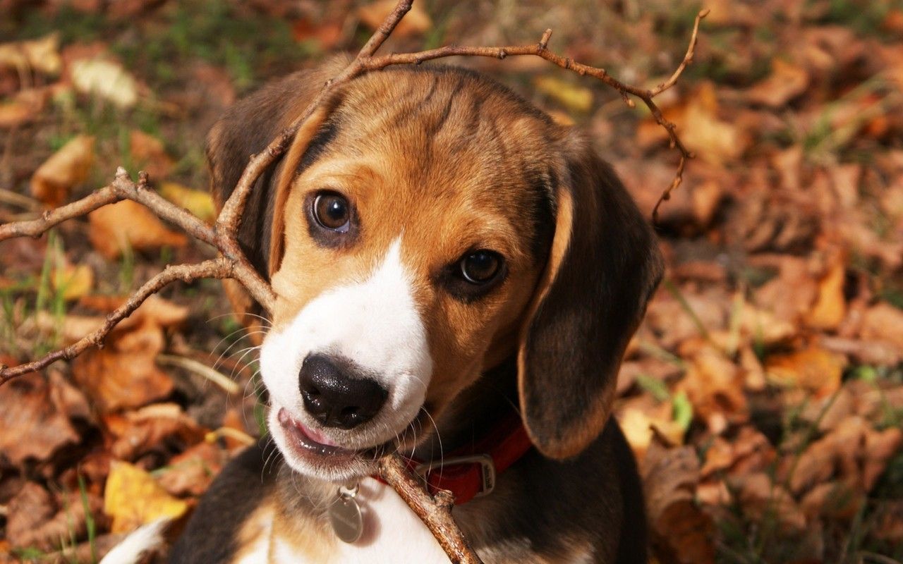 Animal Beagle HD Wallpapers - Wallpaper Cave