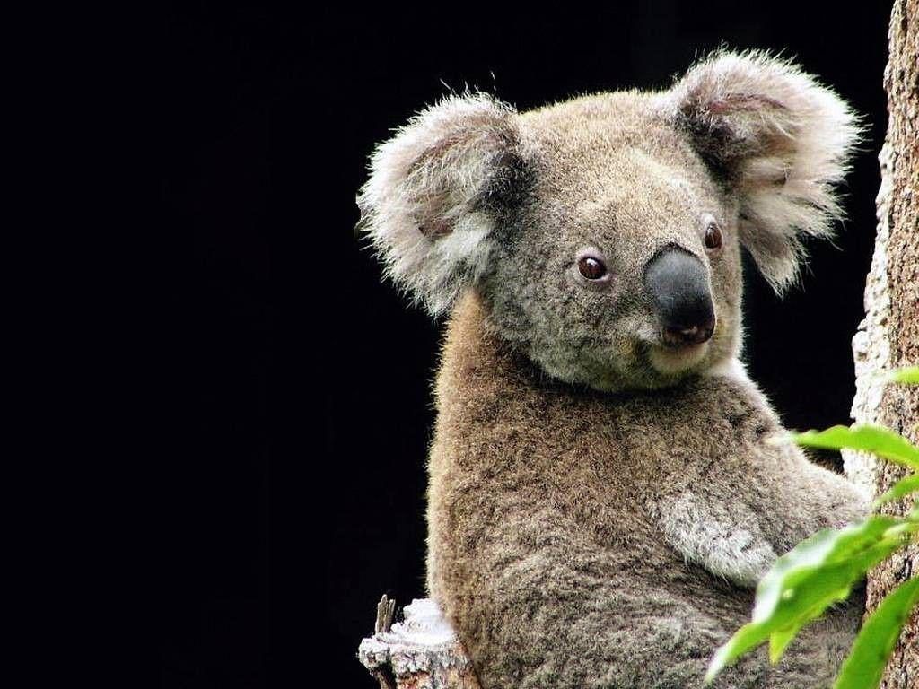 Animal Koala HD Wallpapers - Wallpaper Cave