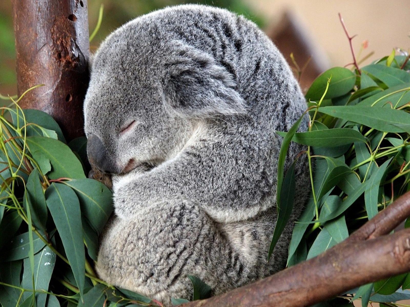 Animal Koala HD Wallpapers - Wallpaper Cave