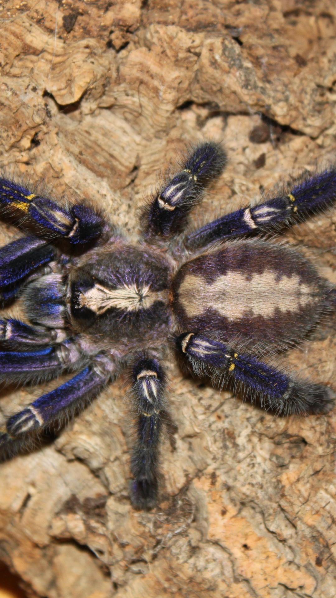 Tarantula iPhone Wallpapers - Wallpaper Cave