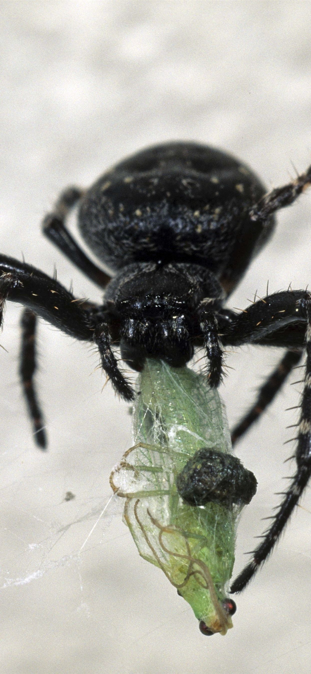 Tarantula iPhone Wallpapers - Wallpaper Cave