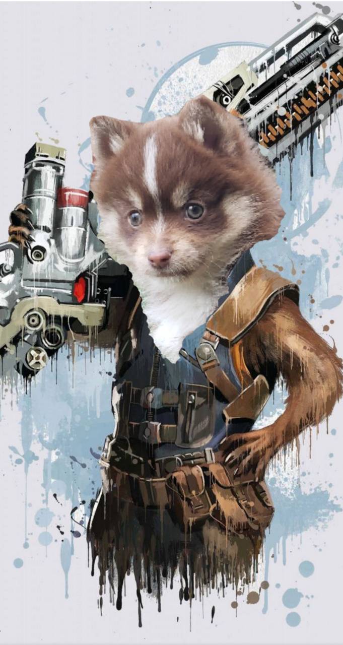 Pomsky Wallpapers - Wallpaper Cave