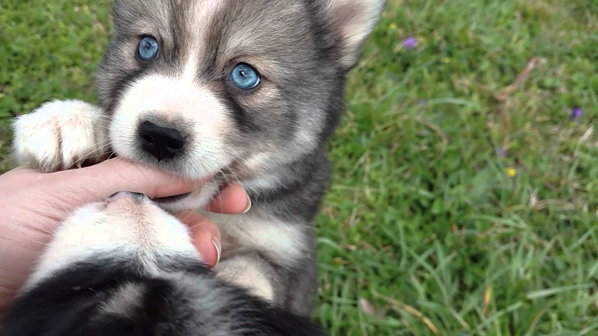 Pomsky Wallpapers - Wallpaper Cave