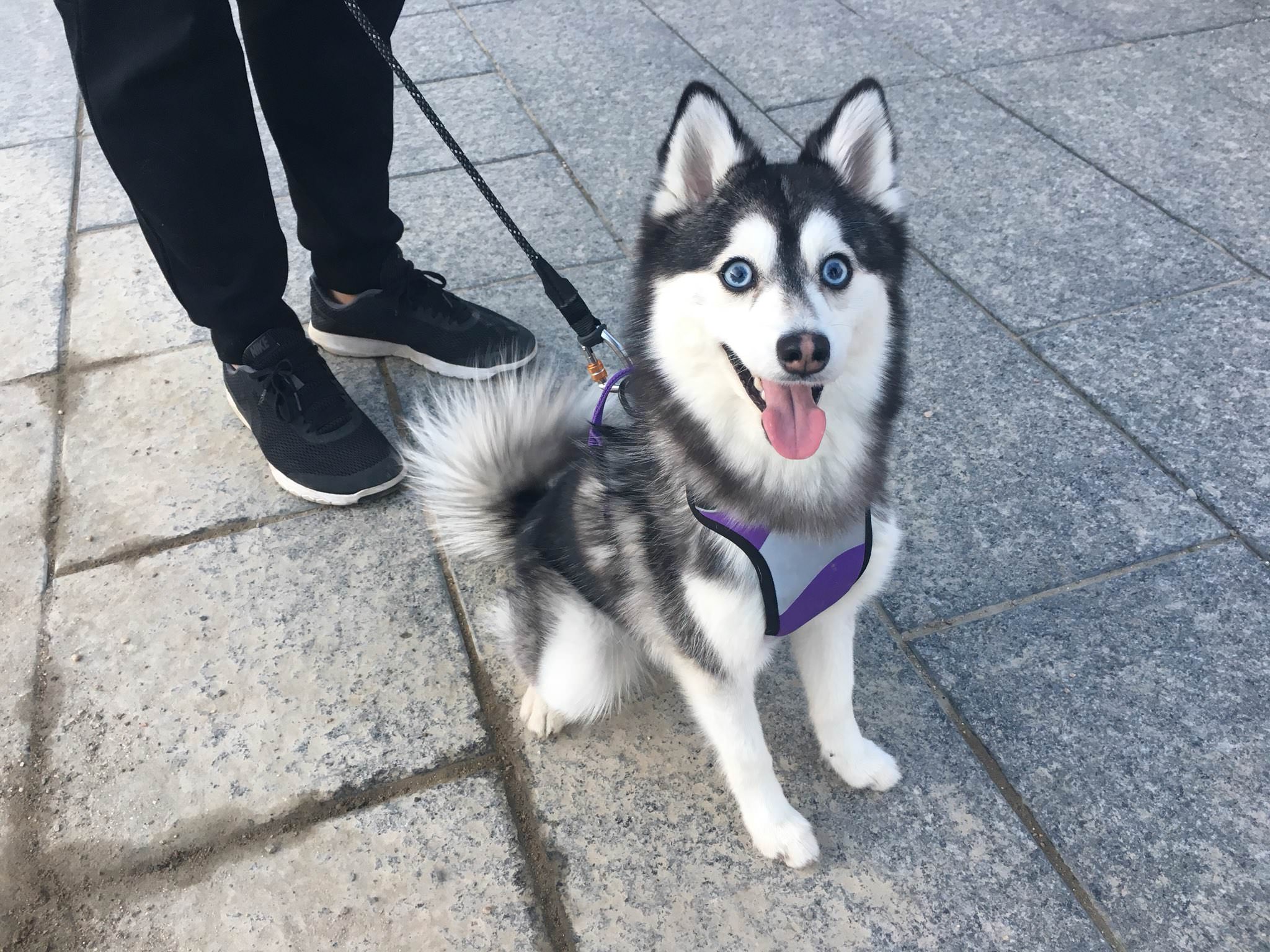 Pomsky Wallpapers - Wallpaper Cave