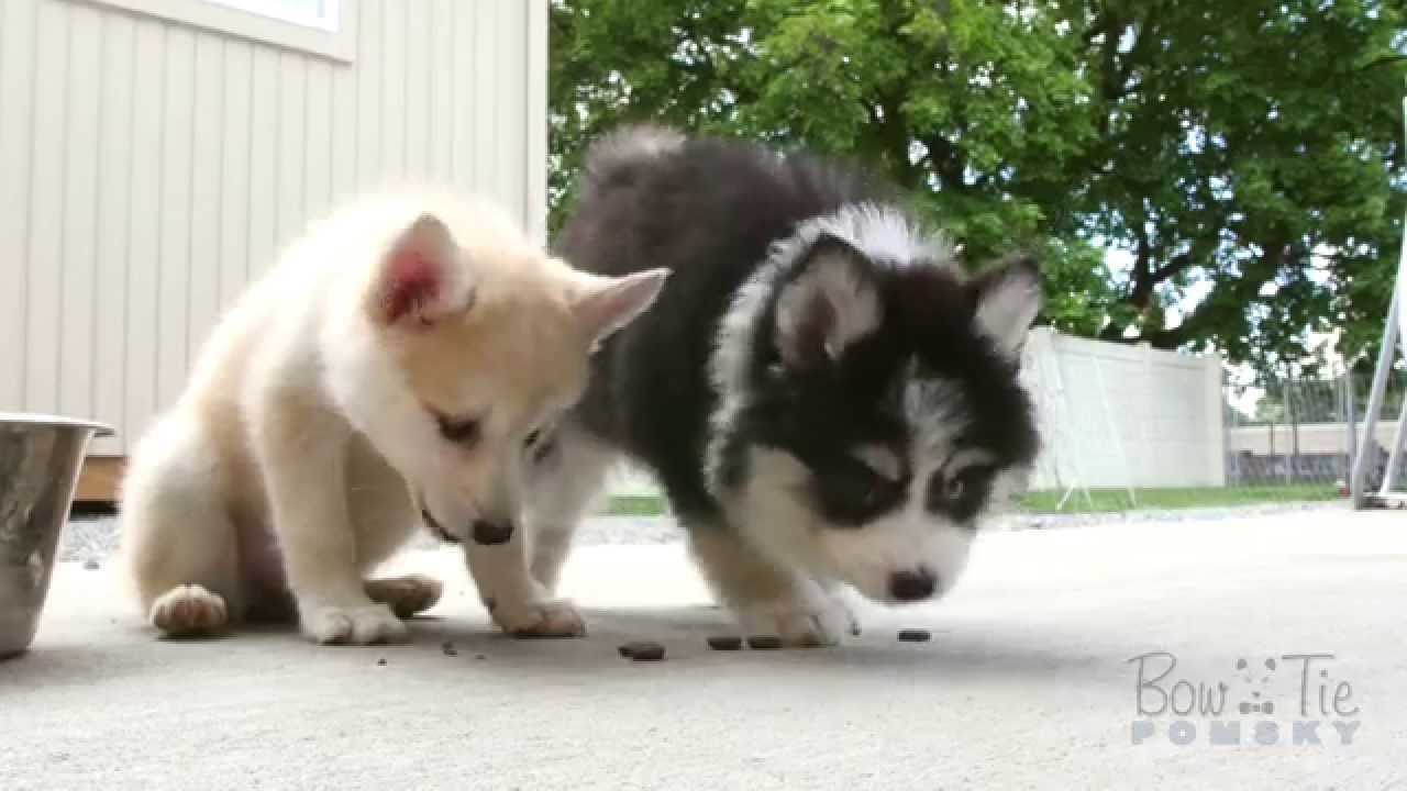 Pomsky Wallpapers - Wallpaper Cave