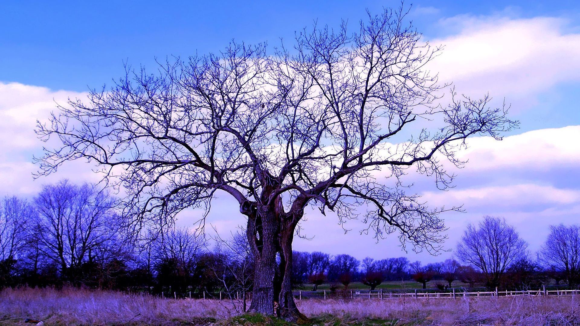 Dry Tree HD Wallpapers - Wallpaper Cave