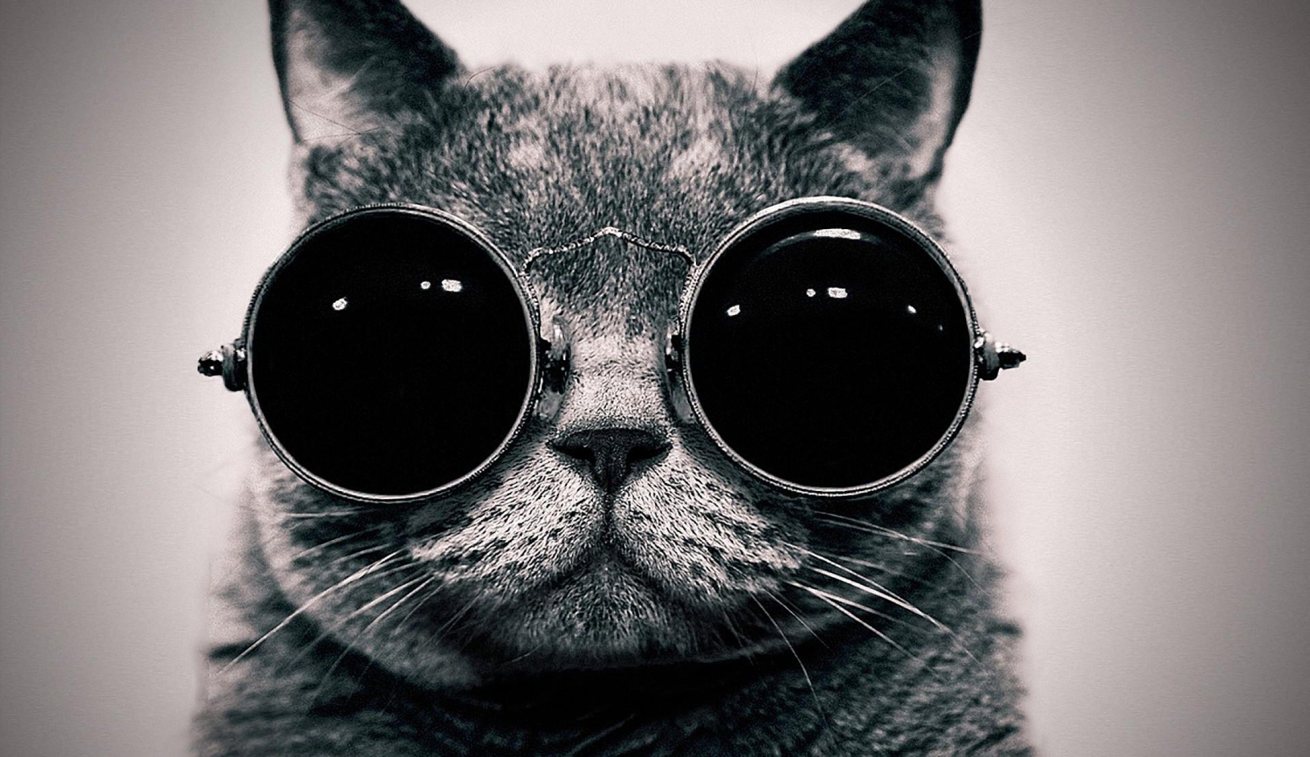Cat With Sunglasses Wallpapers - Wallpaper Cave