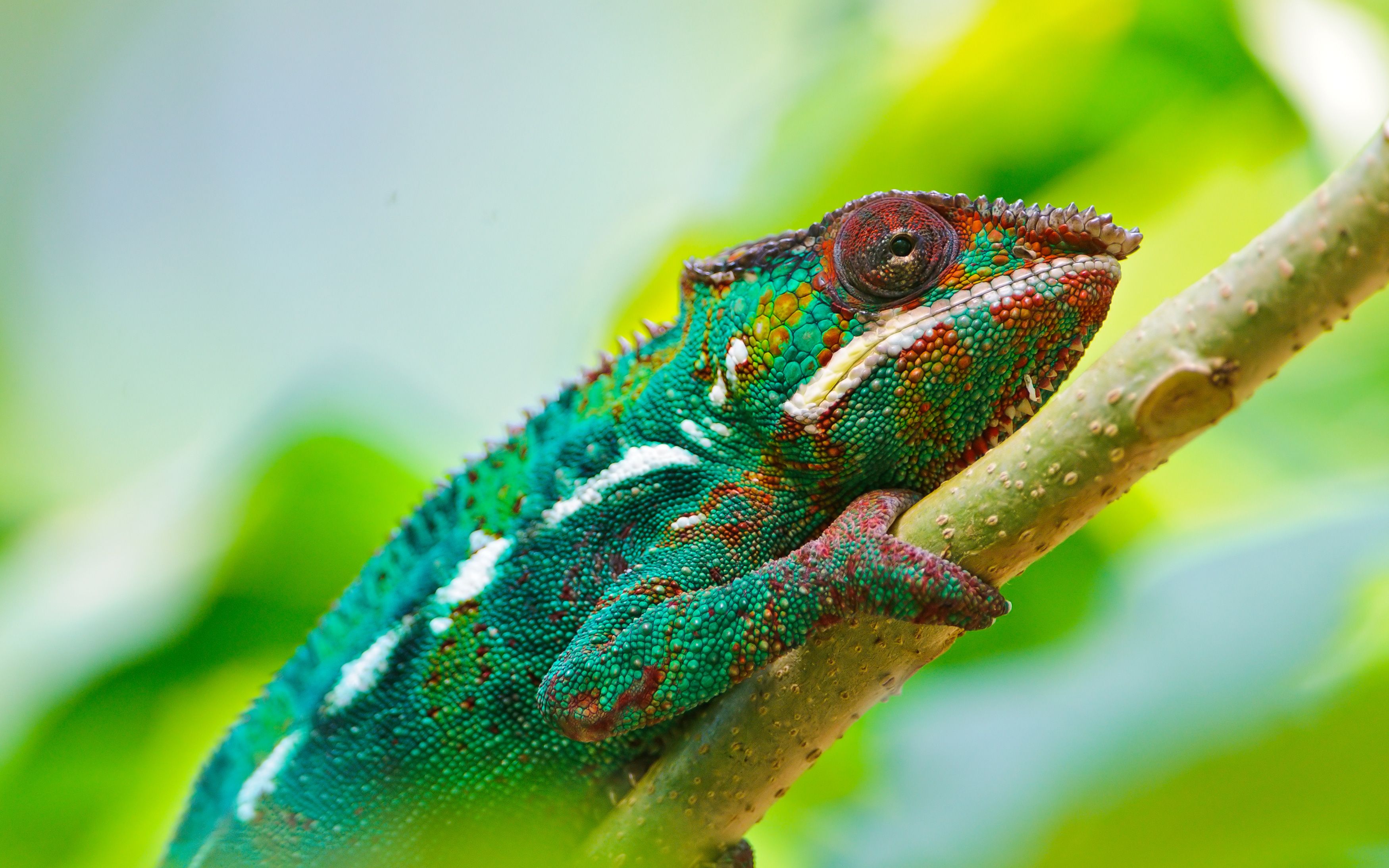Animal Chameleon Forest HD Wallpapers - Wallpaper Cave
