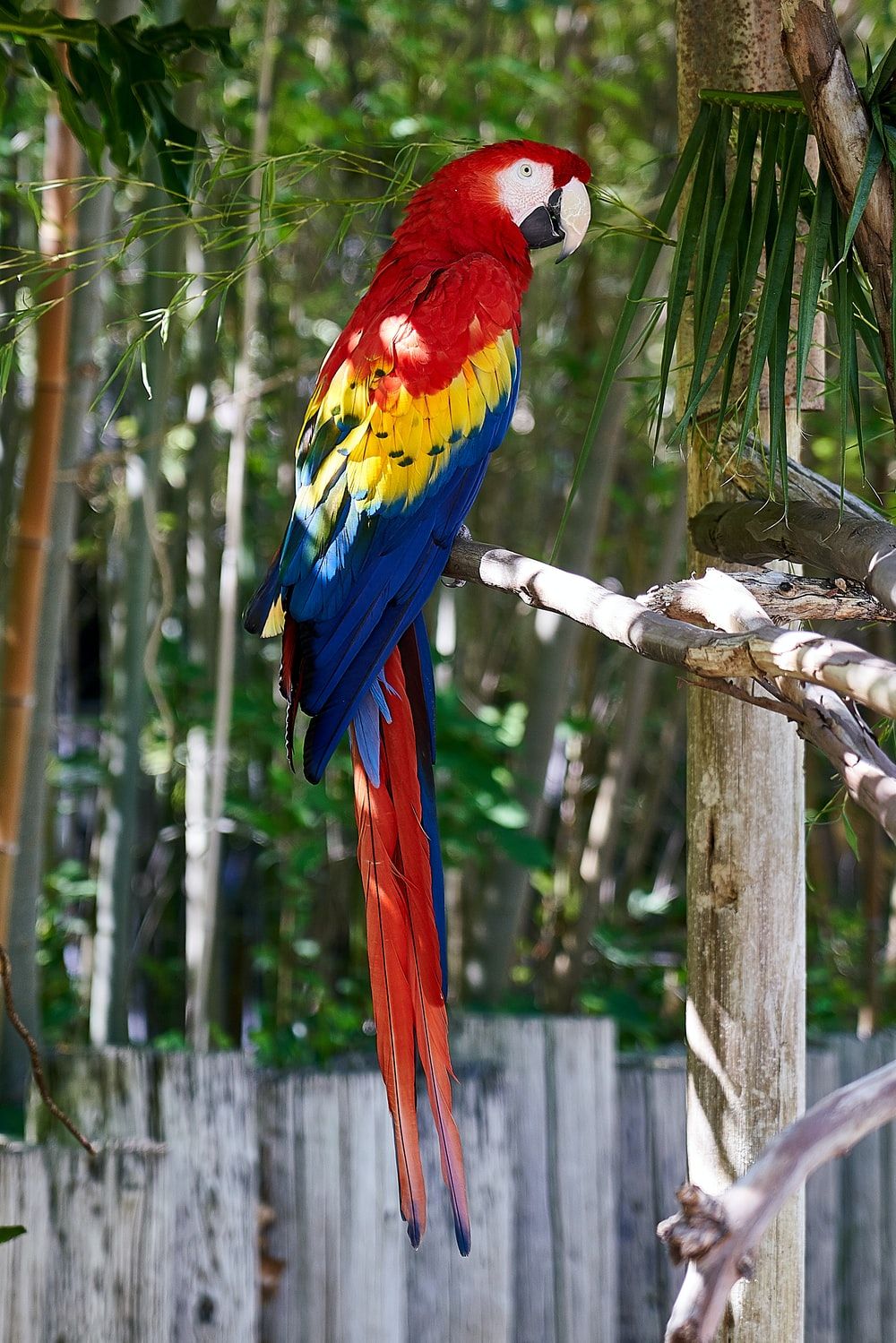 Animal Parrot HD Wallpapers - Wallpaper Cave
