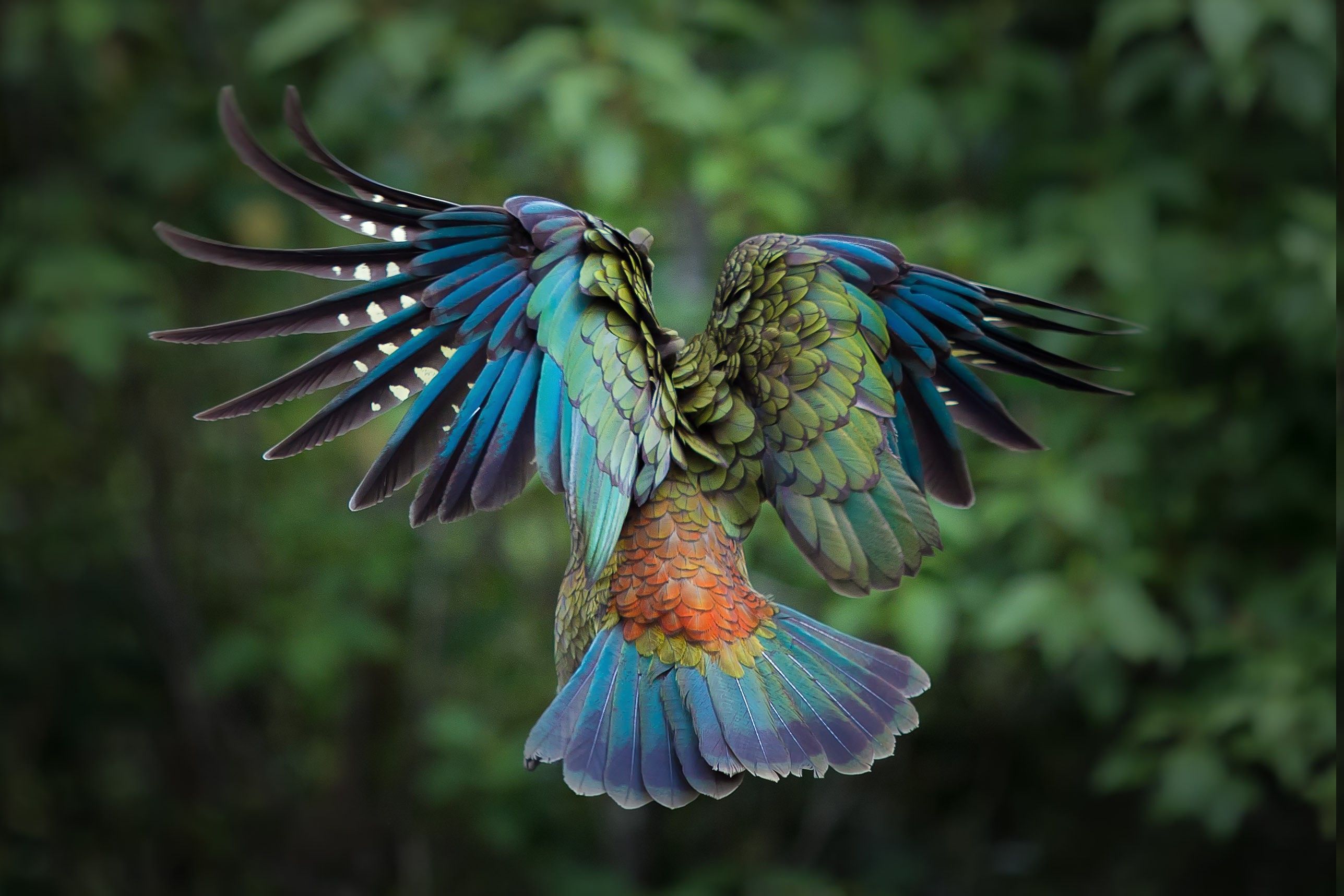 Animal Parrot HD Wallpapers - Wallpaper Cave