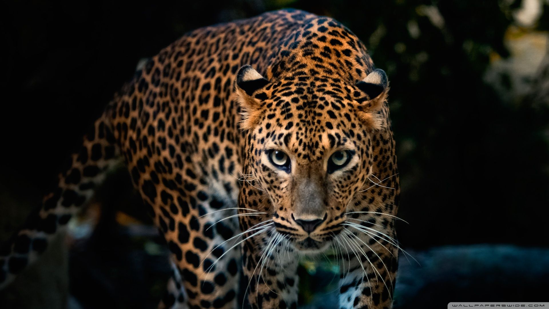 Jaguar Laptop Wallpapers - Wallpaper Cave
