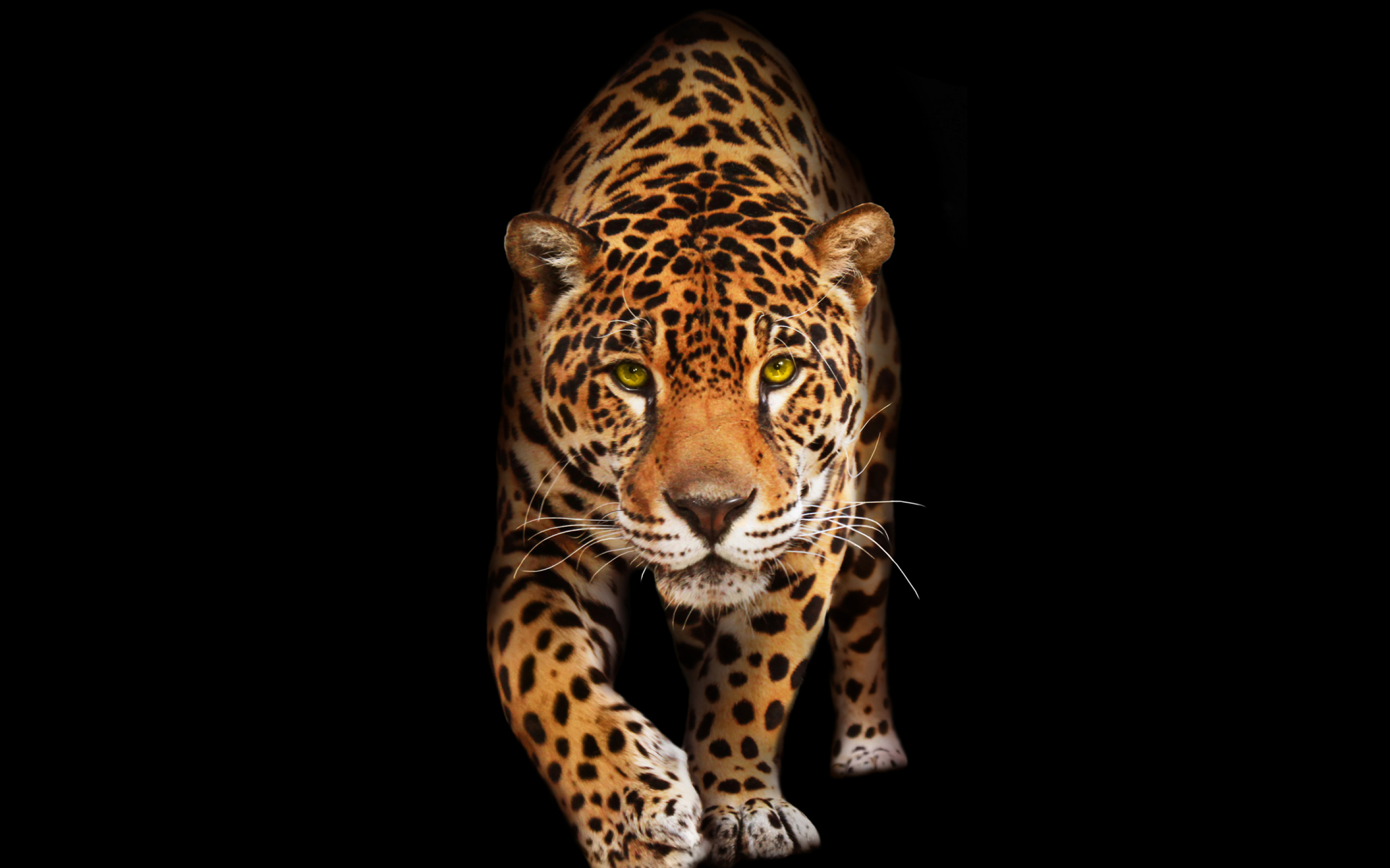 Jaguar Laptop Wallpapers - Wallpaper Cave