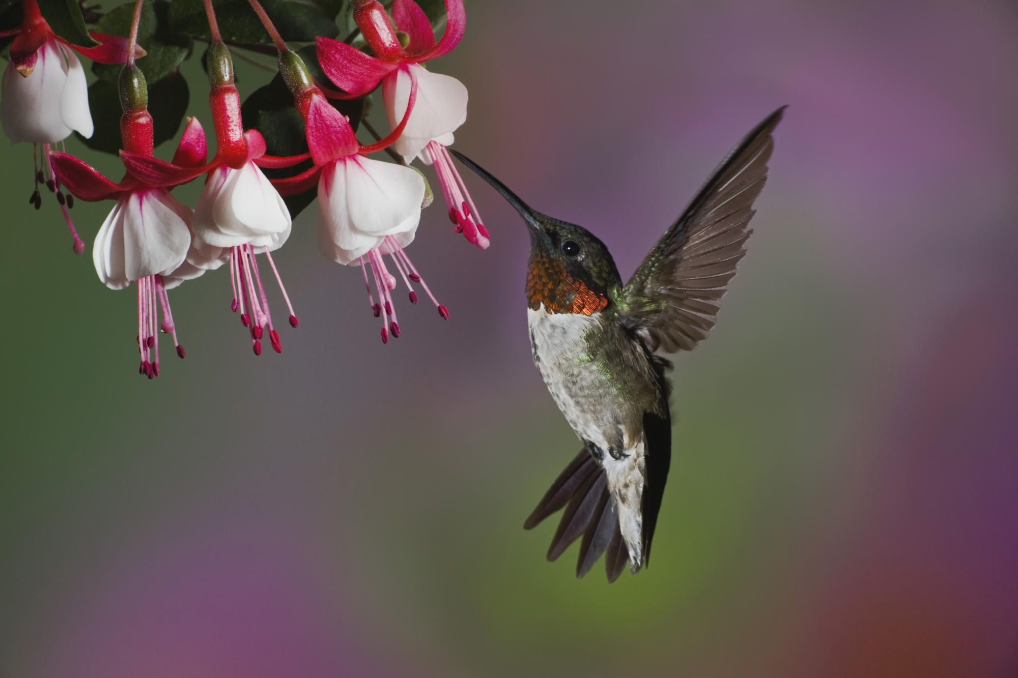 Animal Hummingbird HD Wallpapers - Wallpaper Cave