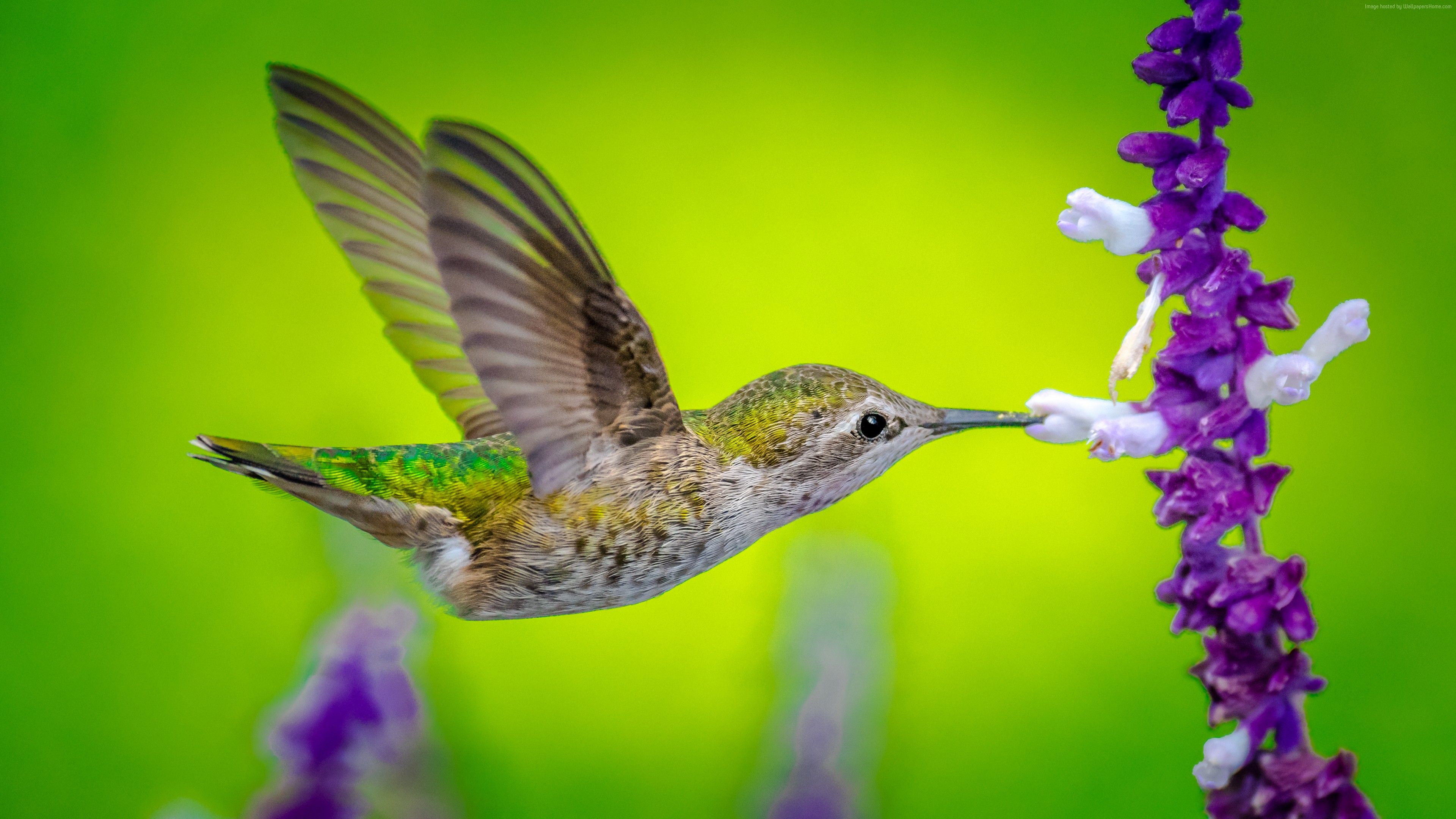Animal Hummingbird HD Wallpapers - Wallpaper Cave