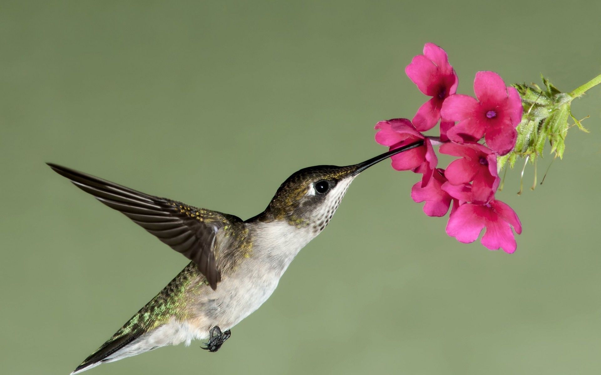 Animal Hummingbird HD Wallpapers - Wallpaper Cave