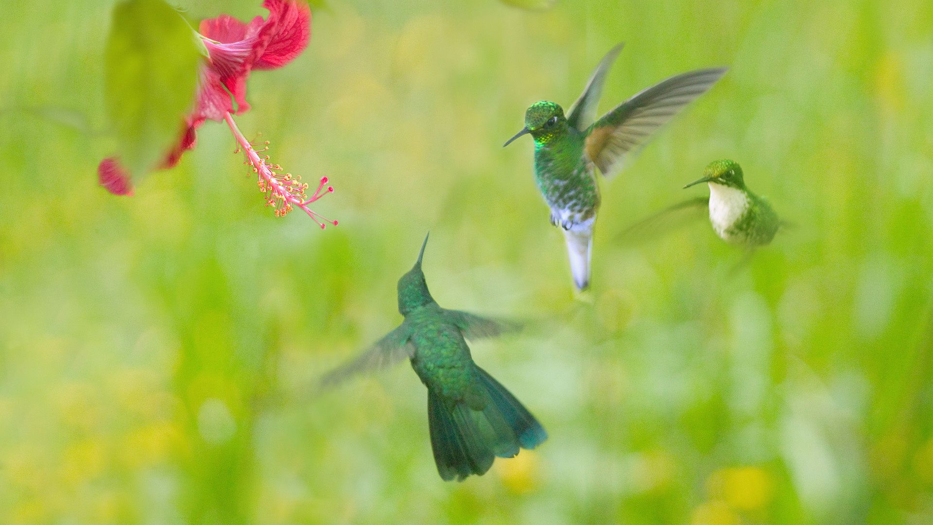 Animal Hummingbird HD Wallpapers - Wallpaper Cave