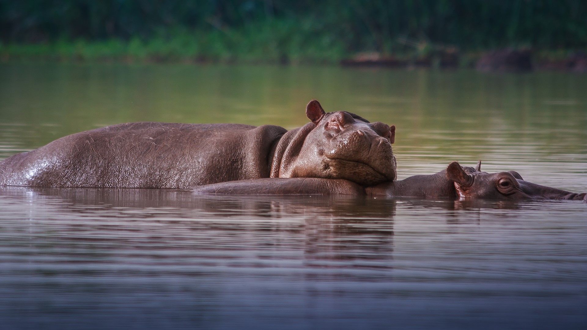 Hippos Wallpapers - Wallpaper Cave