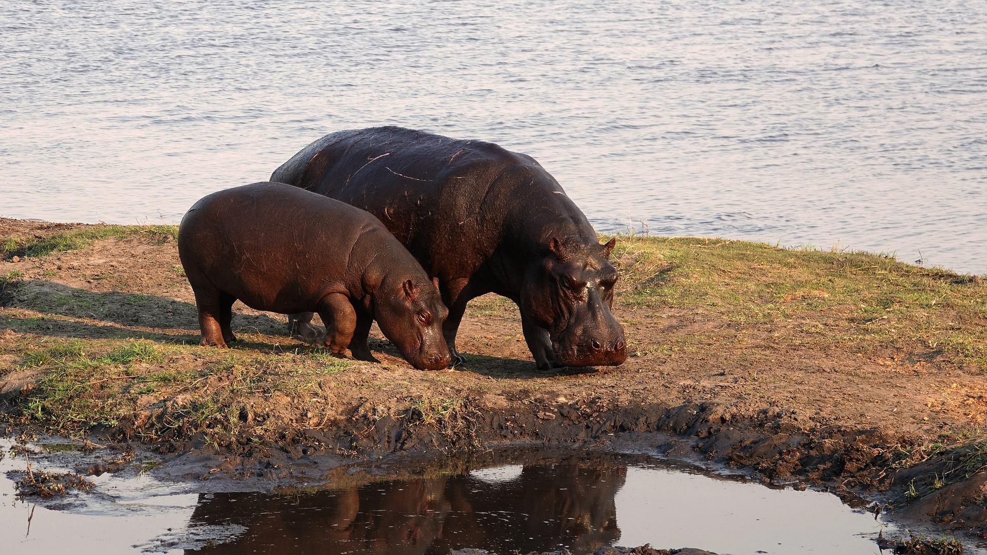 Hippos Wallpapers - Wallpaper Cave