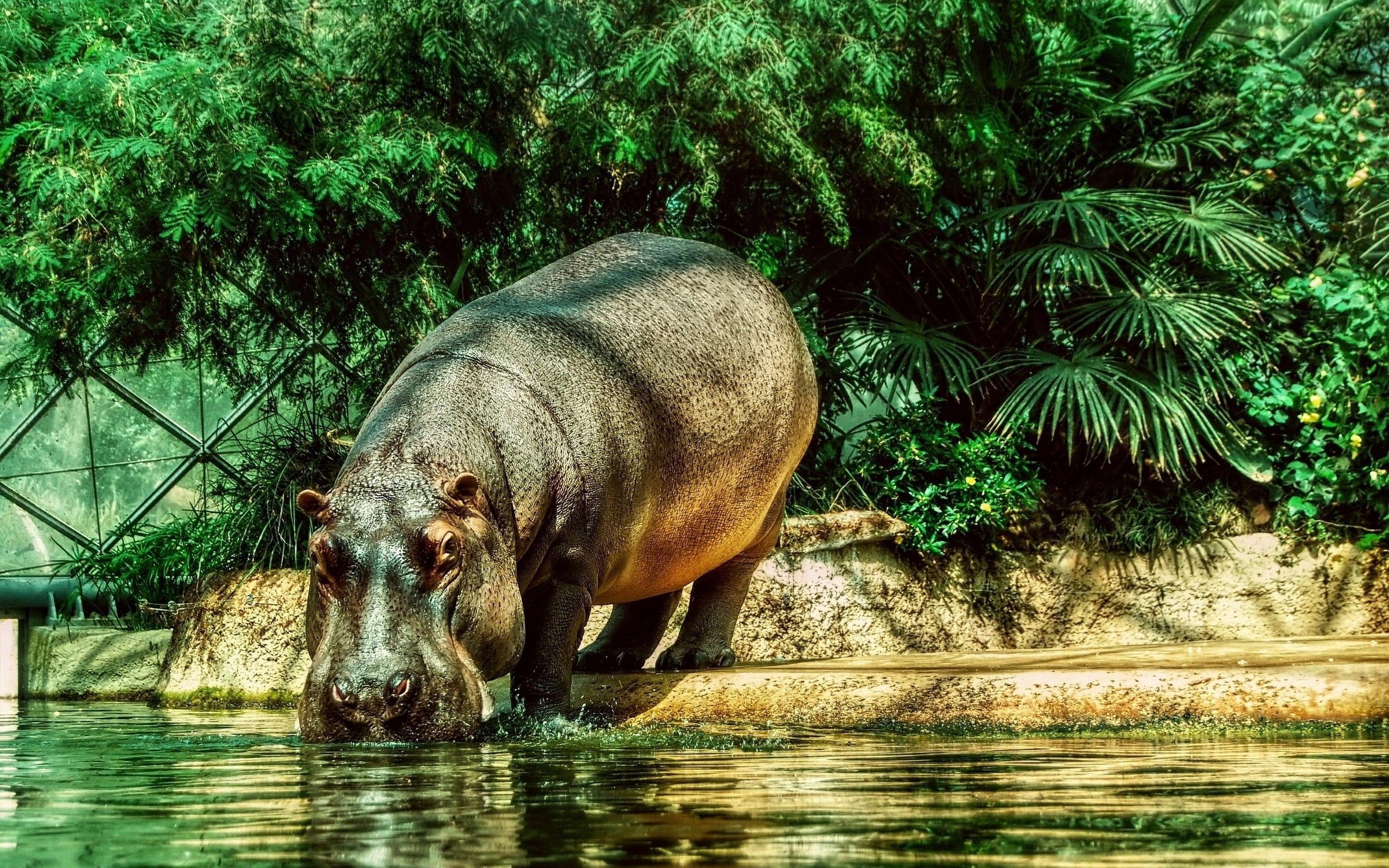 Hippos Wallpapers - Wallpaper Cave