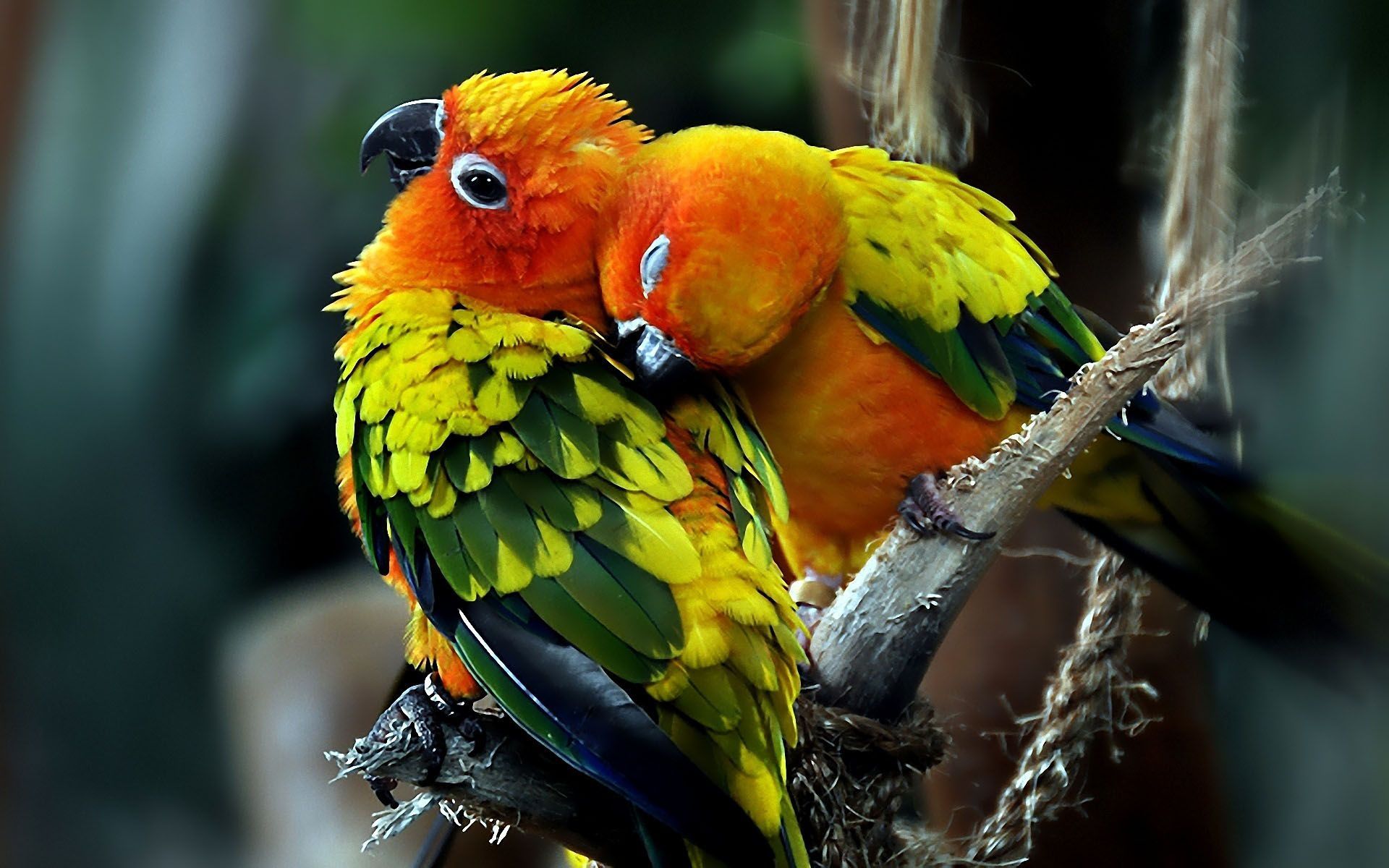 Sun Conure Wallpapers - Wallpaper Cave