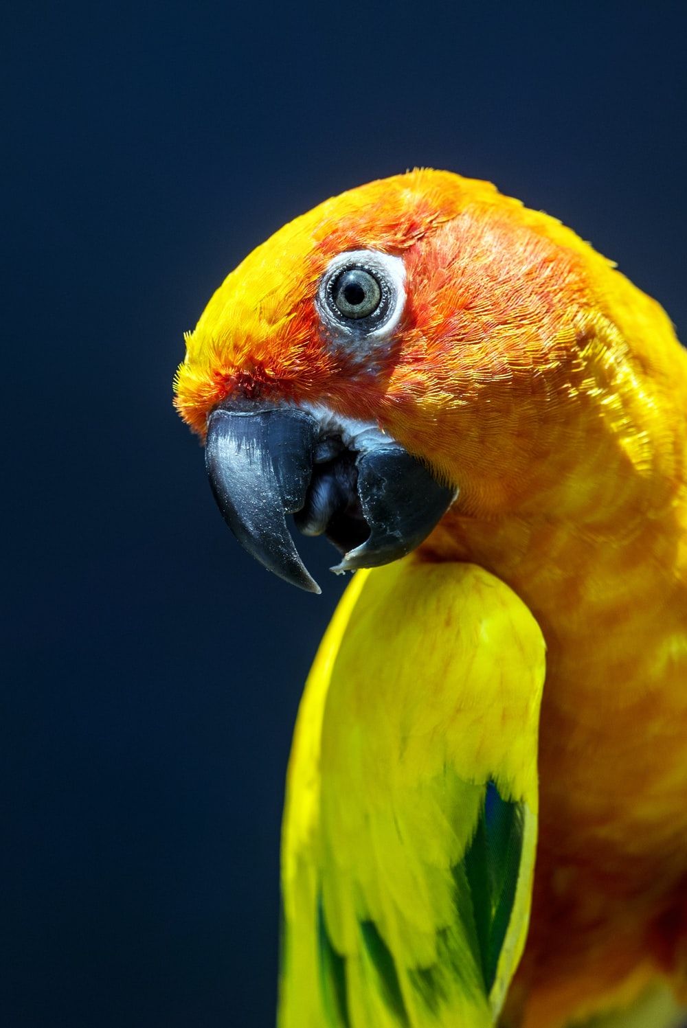 Sun Conure Wallpapers - Wallpaper Cave