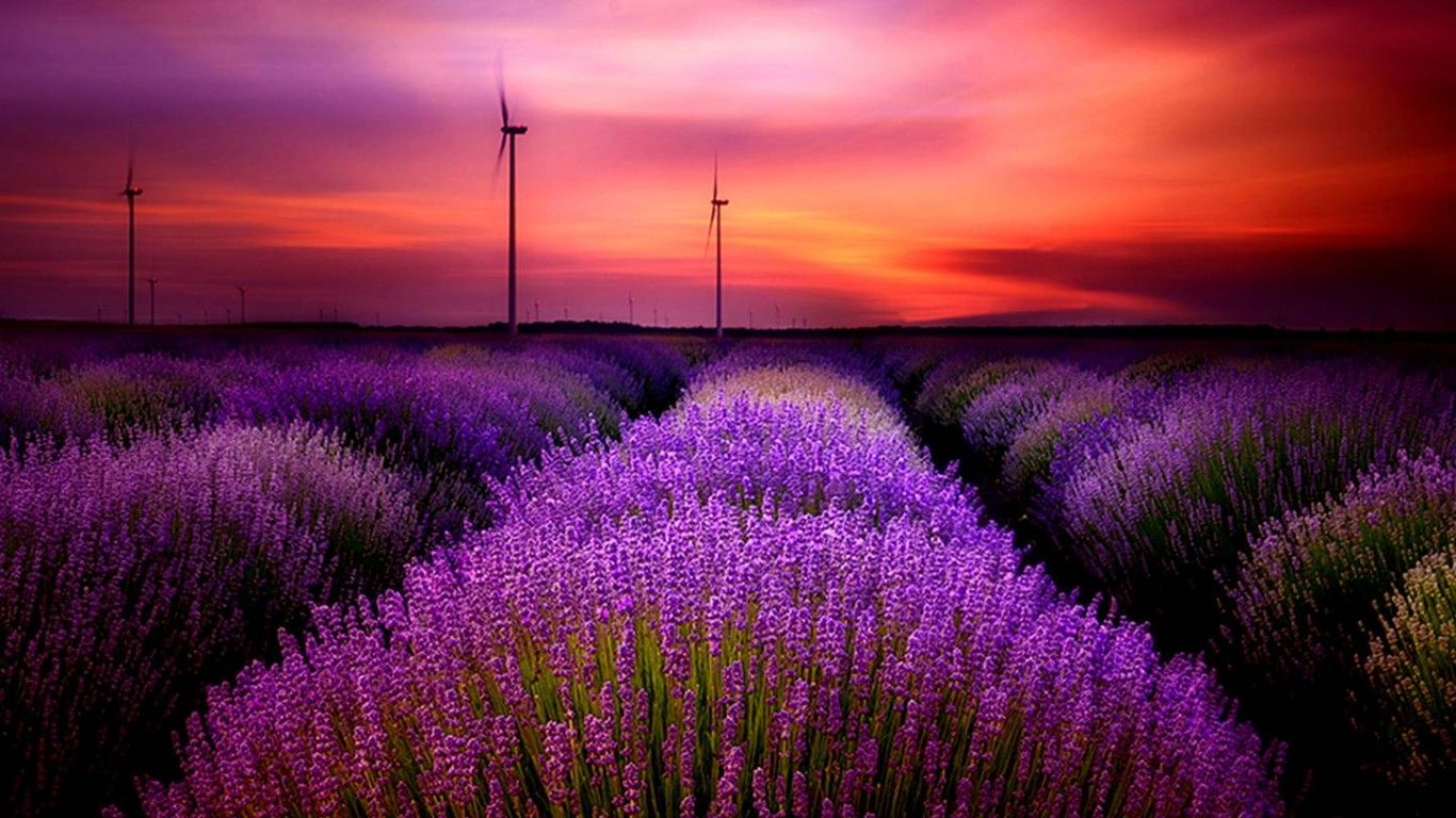 Lavender Field HD Wallpapers - Wallpaper Cave