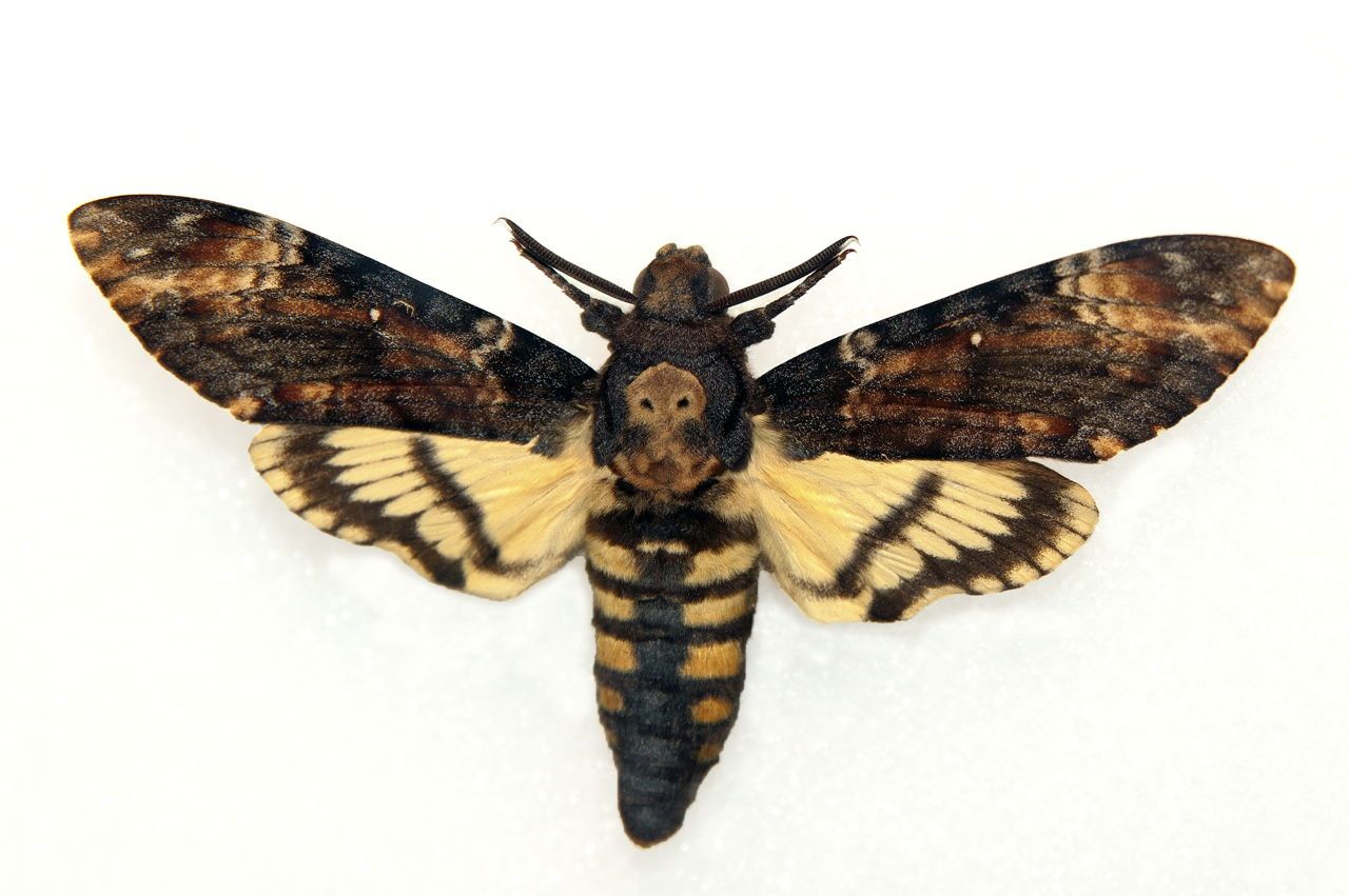 Hawk Moths Wallpapers - Wallpaper Cave