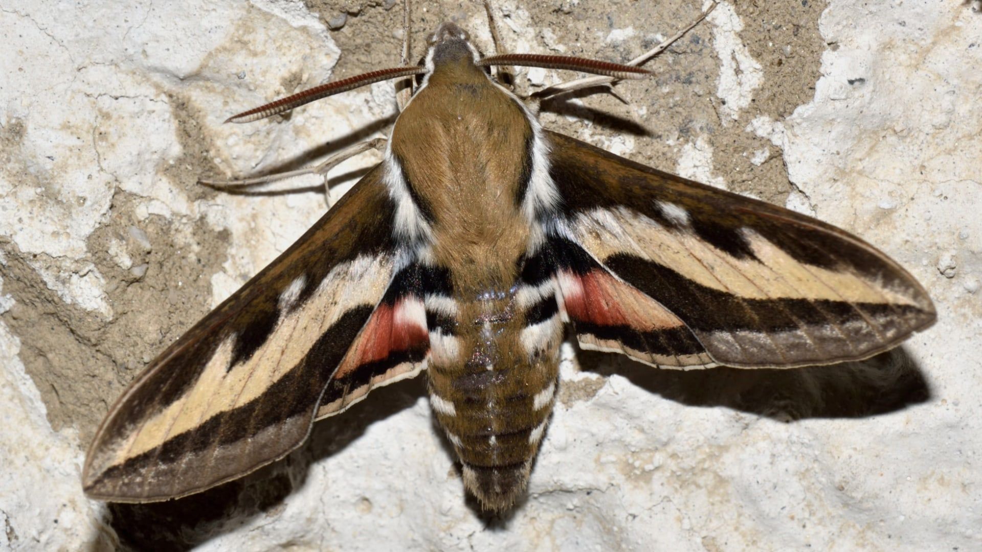 Hawk Moths Wallpapers - Wallpaper Cave