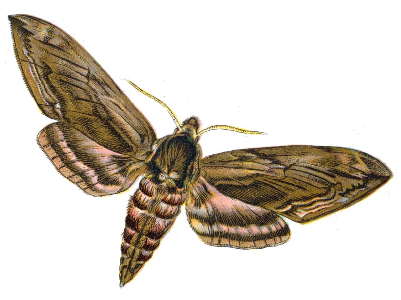 Hawk Moths Wallpapers - Wallpaper Cave