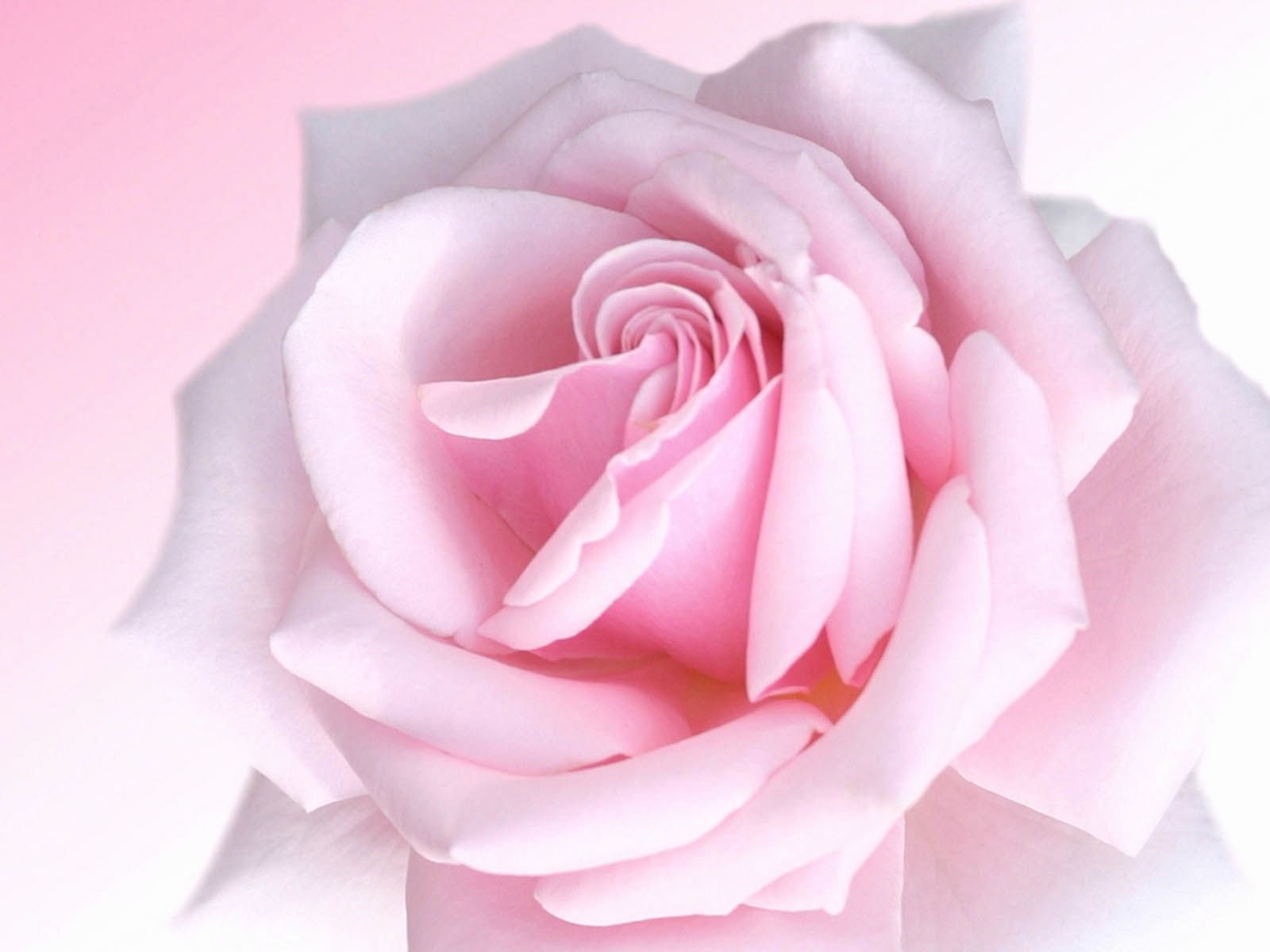 Enchanted Pink Roses Wallpapers - Wallpaper Cave