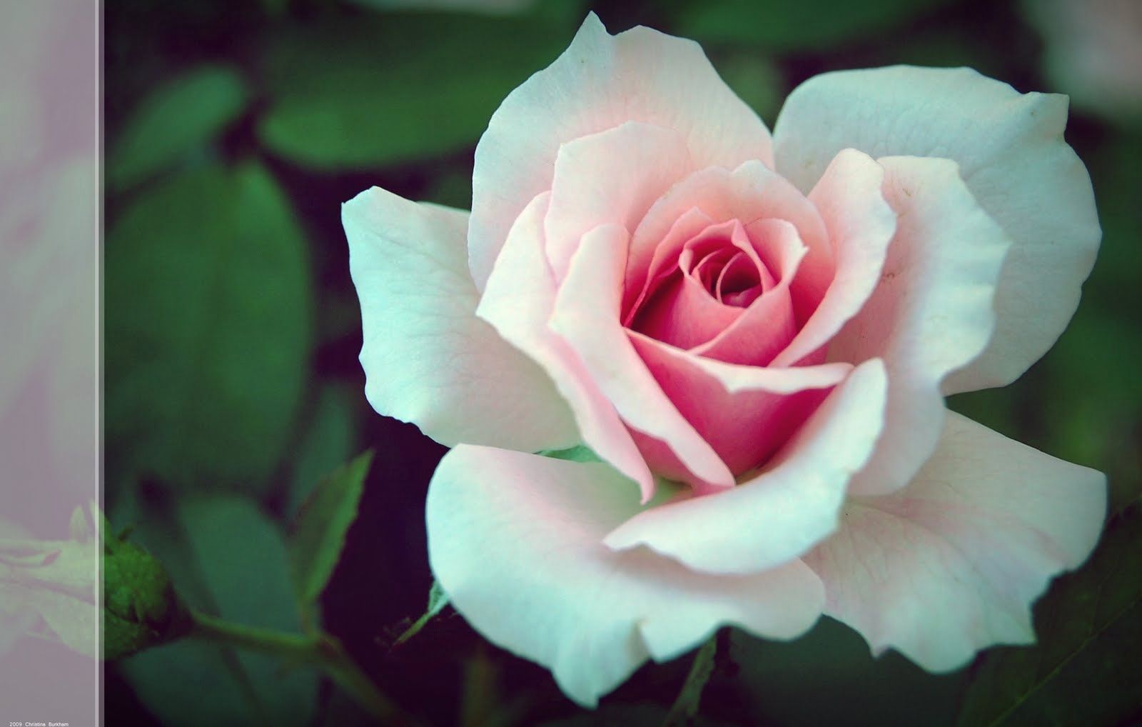 Enchanted Pink Roses Wallpapers - Wallpaper Cave