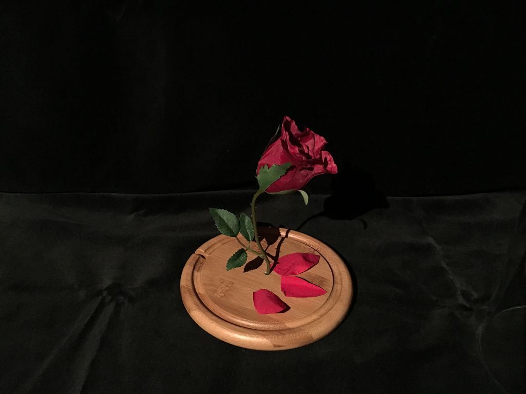 Enchanted Pink Roses Wallpapers - Wallpaper Cave