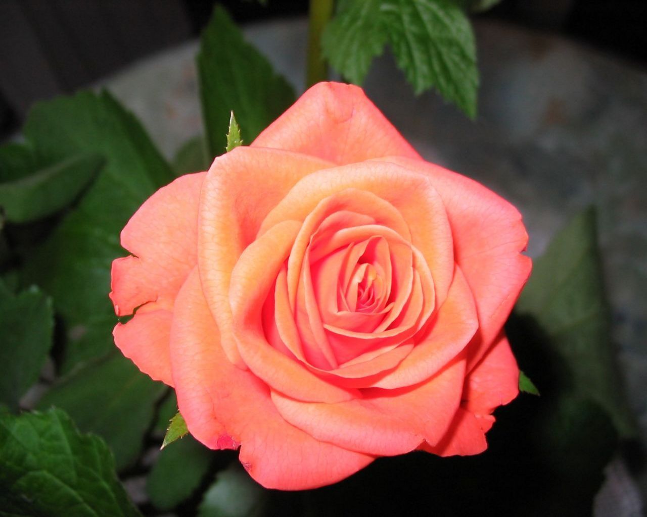 Enchanted Pink Roses Wallpapers - Wallpaper Cave