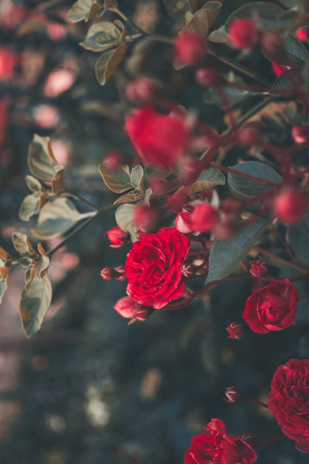 Aesthetic Red Roses Wallpapers - Wallpaper Cave