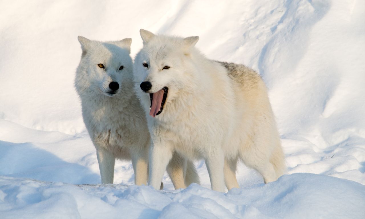 Antarctic Wolf Wallpapers - Wallpaper Cave
