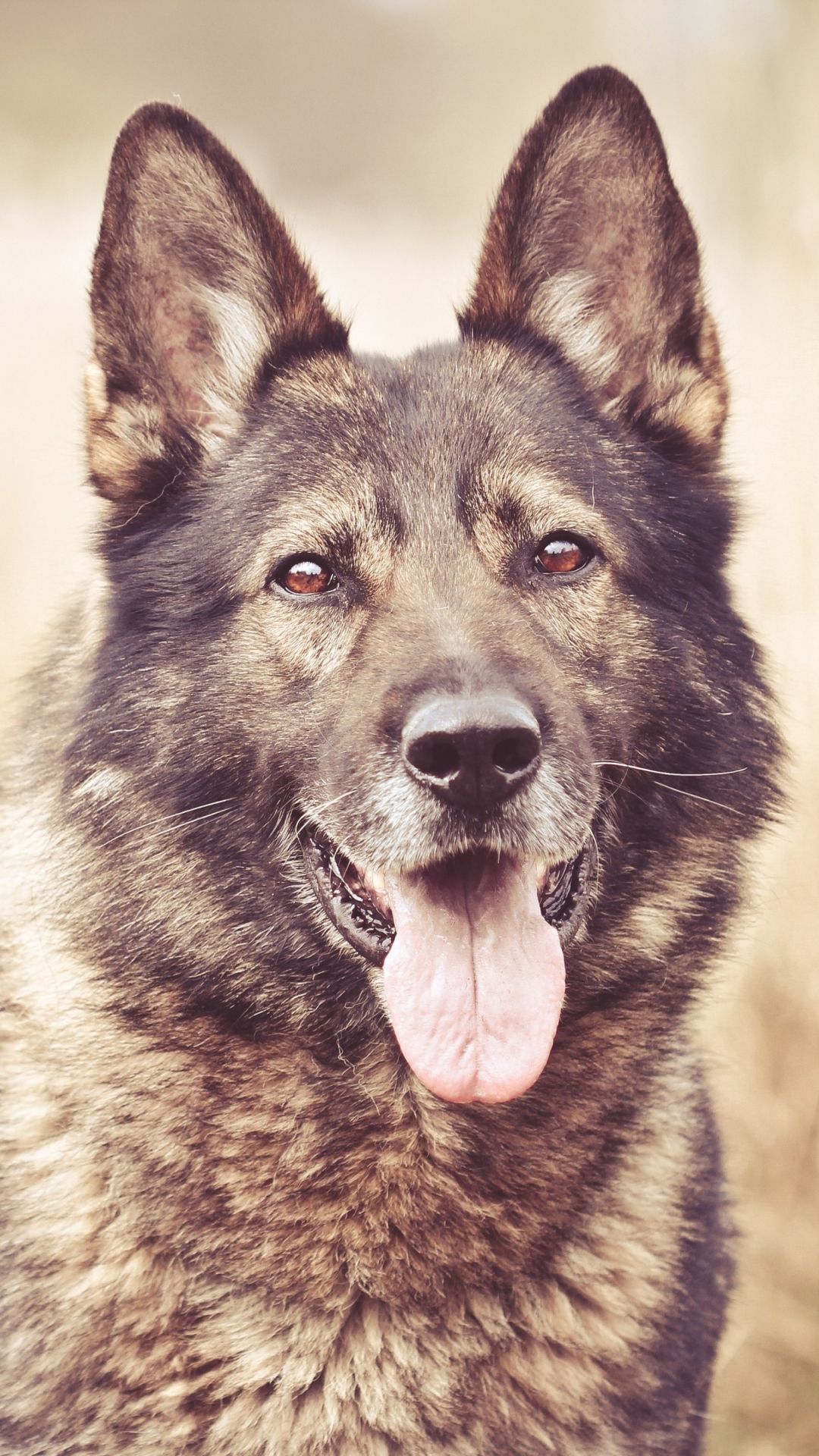 Wolf Dog Wallpapers - Wallpaper Cave