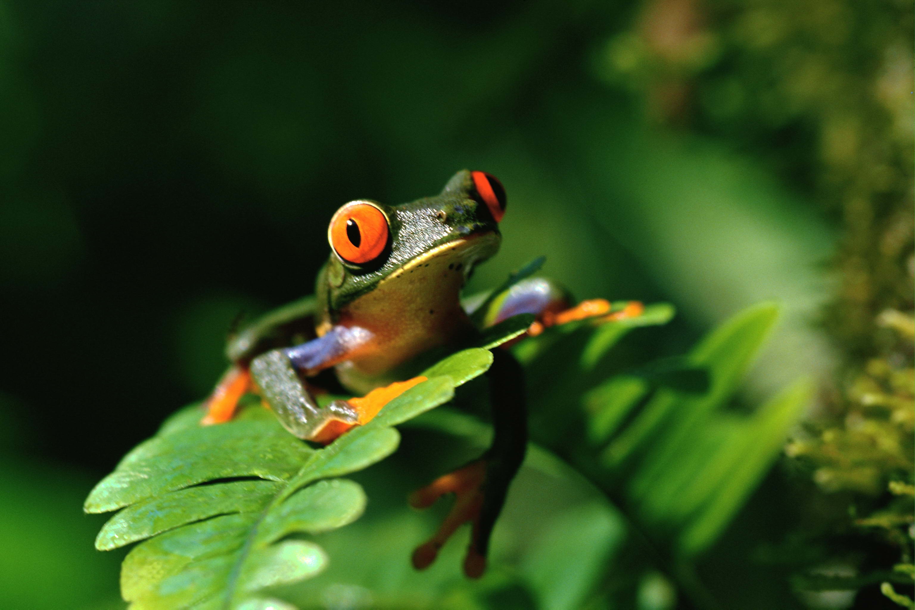 Animal Frog HD Wallpapers - Wallpaper Cave