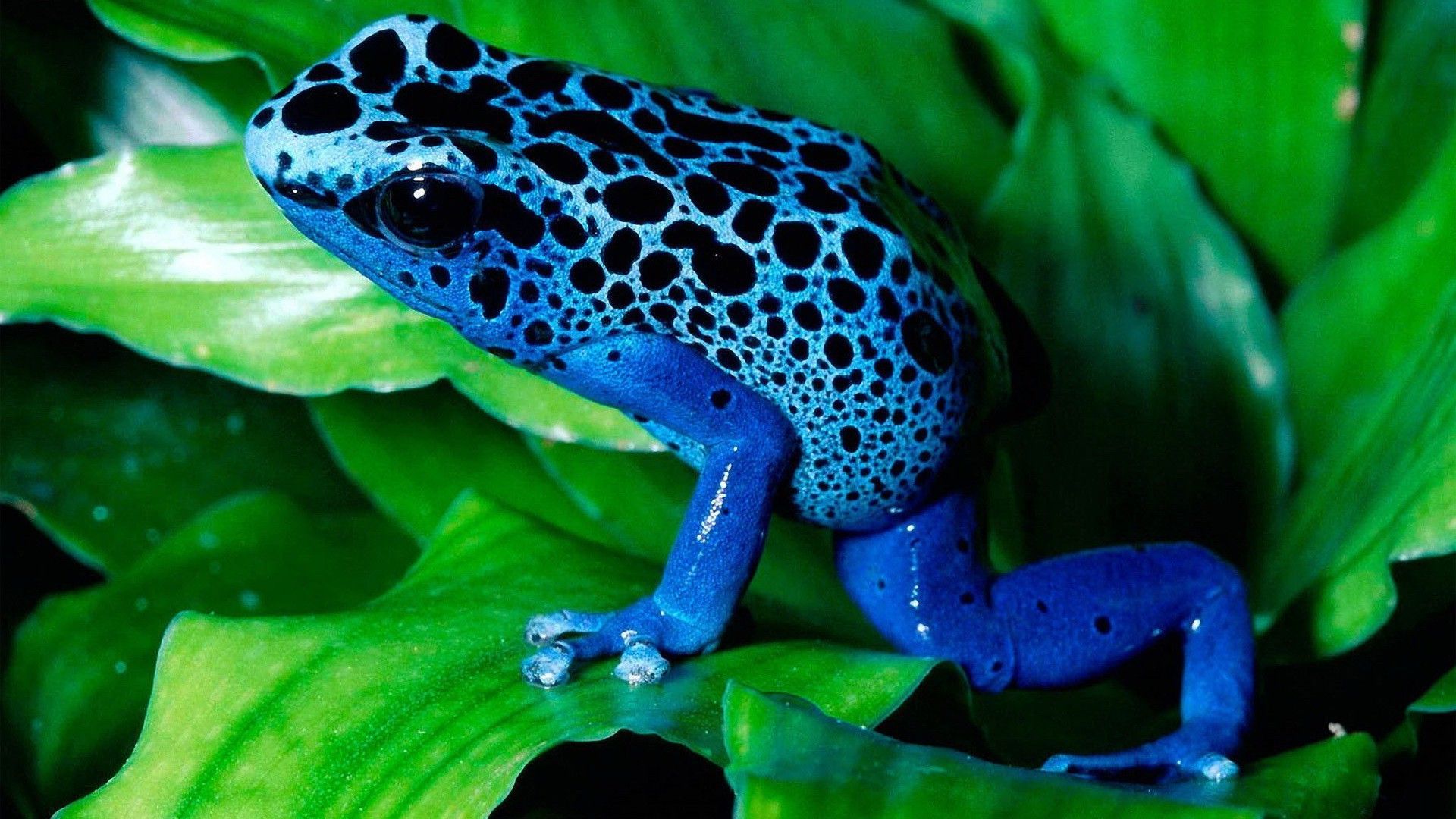 Rainbow Poison Dart Frog Wallpapers - Wallpaper Cave