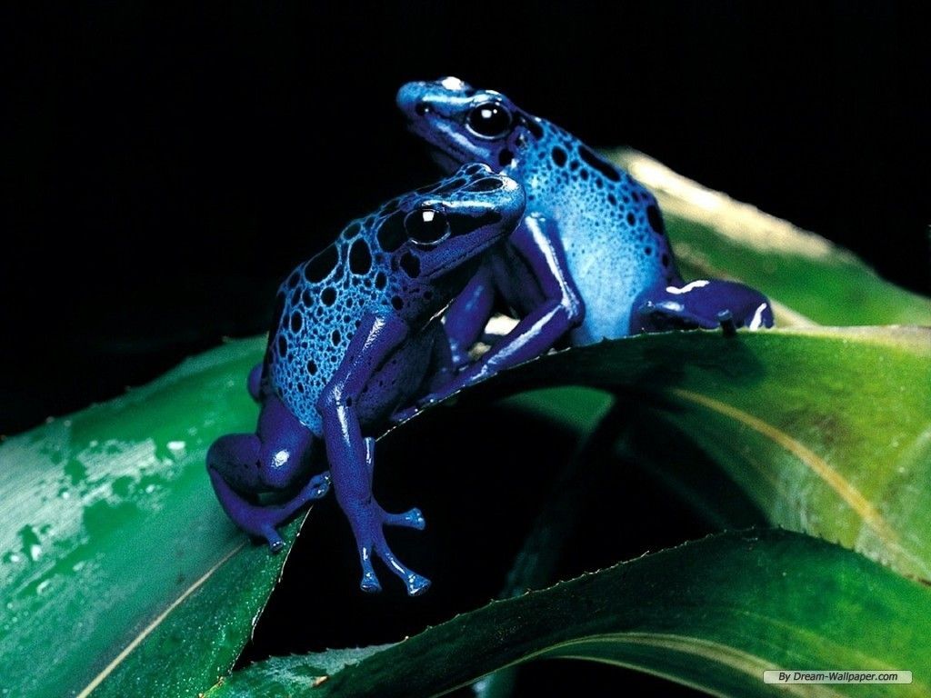 Animal Frog HD Wallpapers - Wallpaper Cave